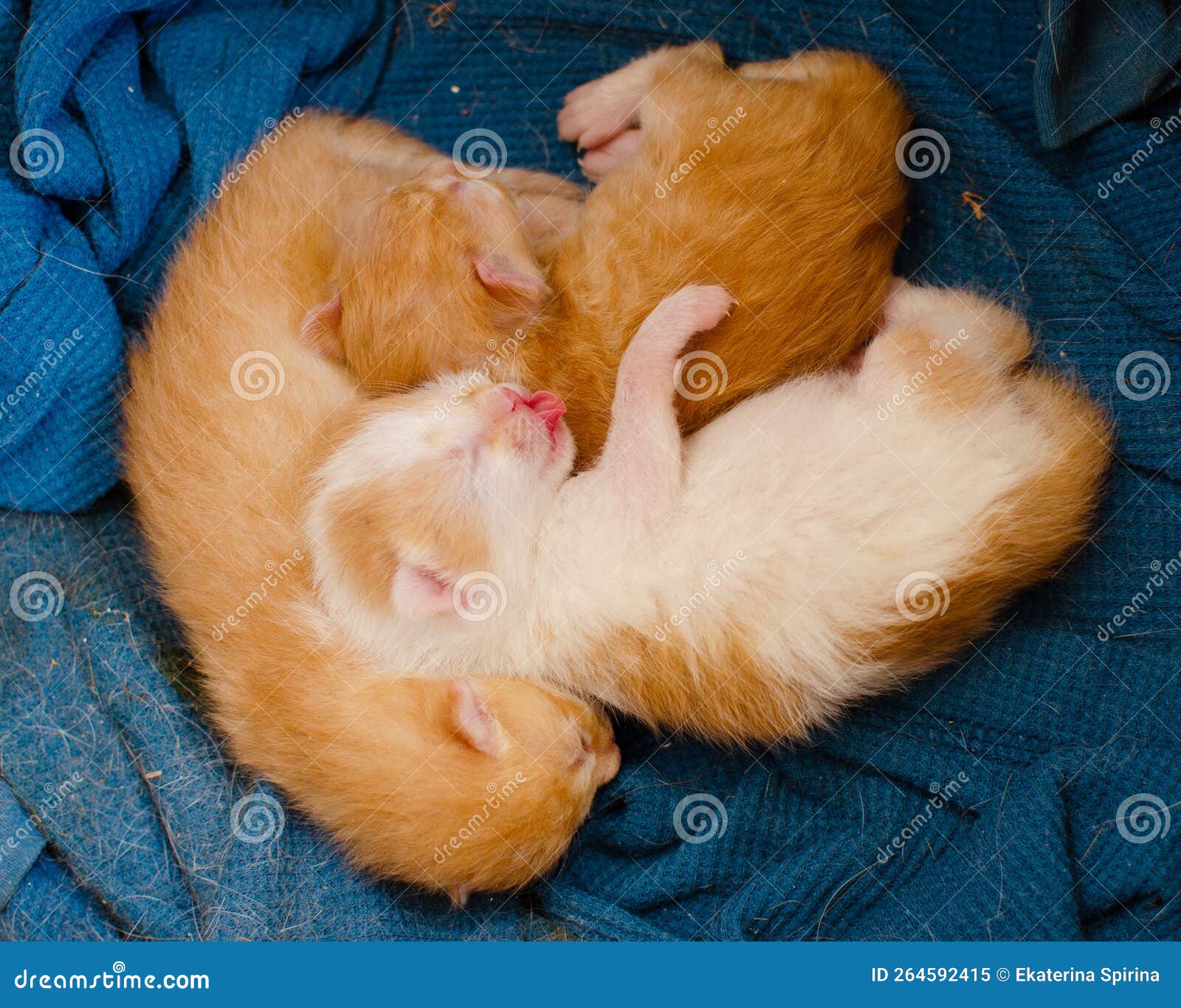 Three Newborn Kittens are Sleeping Stock Image - Image of nature ...