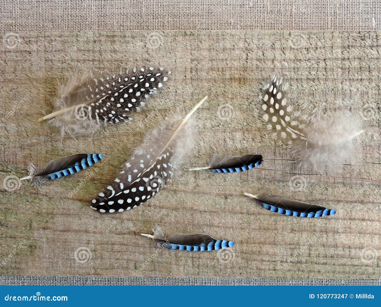 Prettiest Bird Feathers