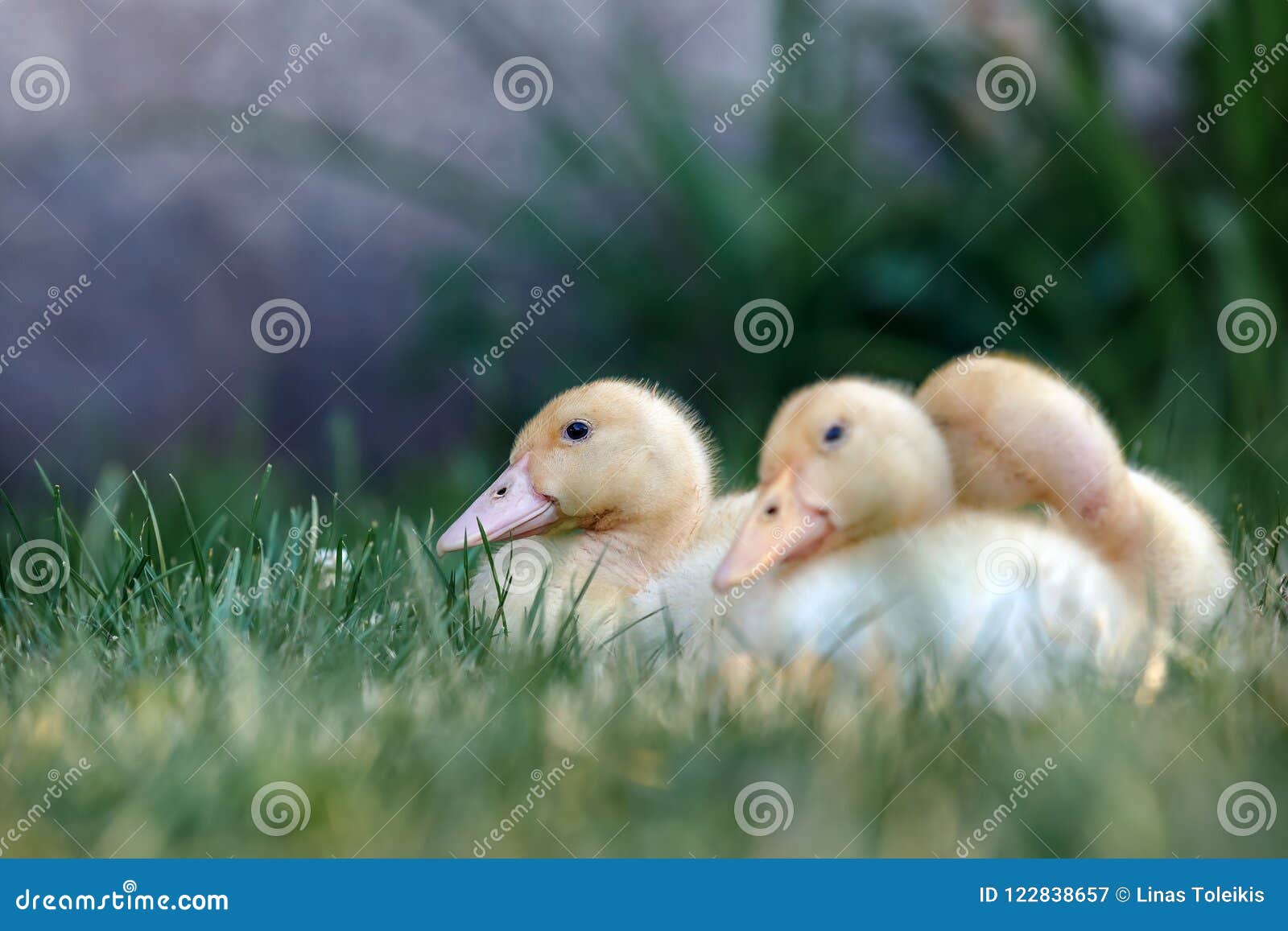 Three Nice Ducklings Rest in the Garden on the Grass Stock Image ...