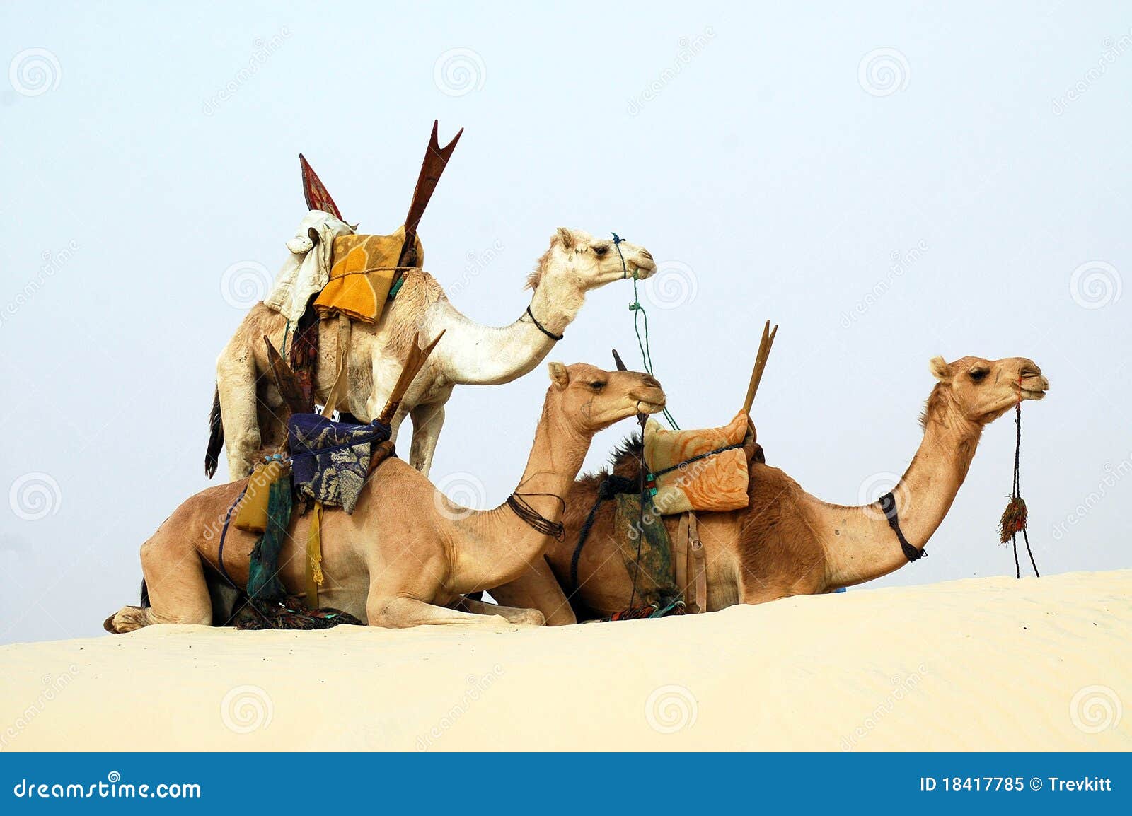Three Nomad Camels in the Desert Stock Image - Image of neck ...