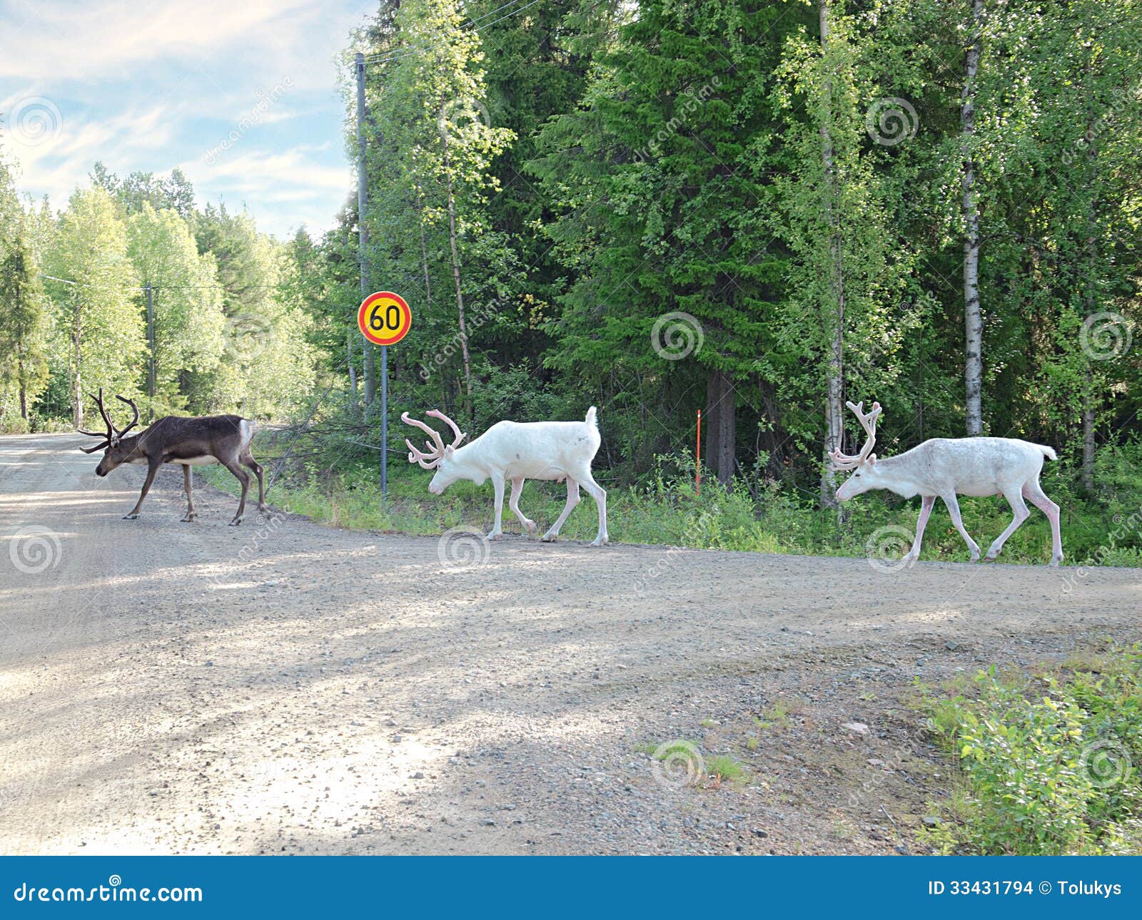 Three Northern Deer are on a Forest Road Stock Photo - Image of ...