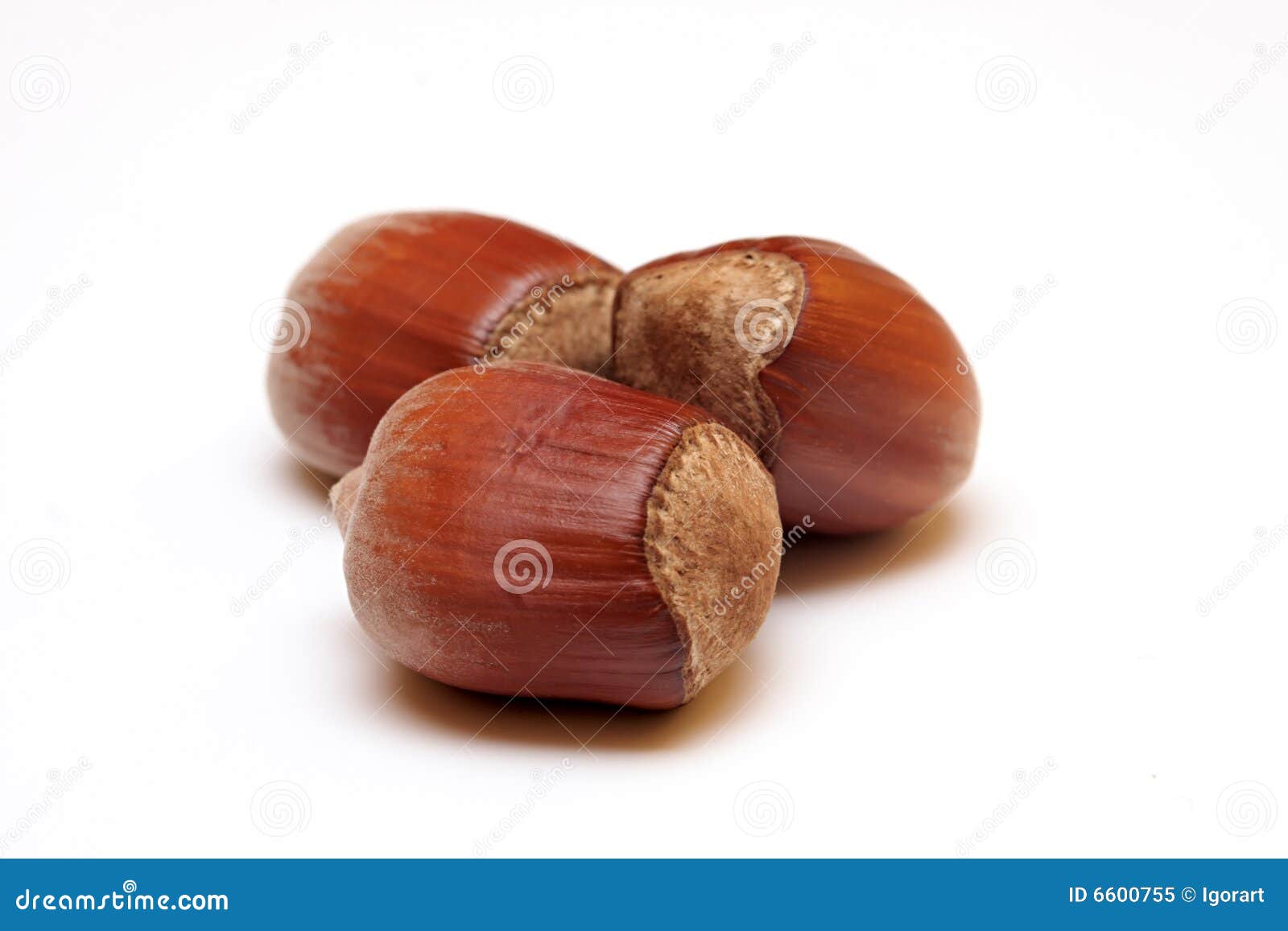 Three Nuts stock image. Image of food, forest, fall, bronze - 6600755