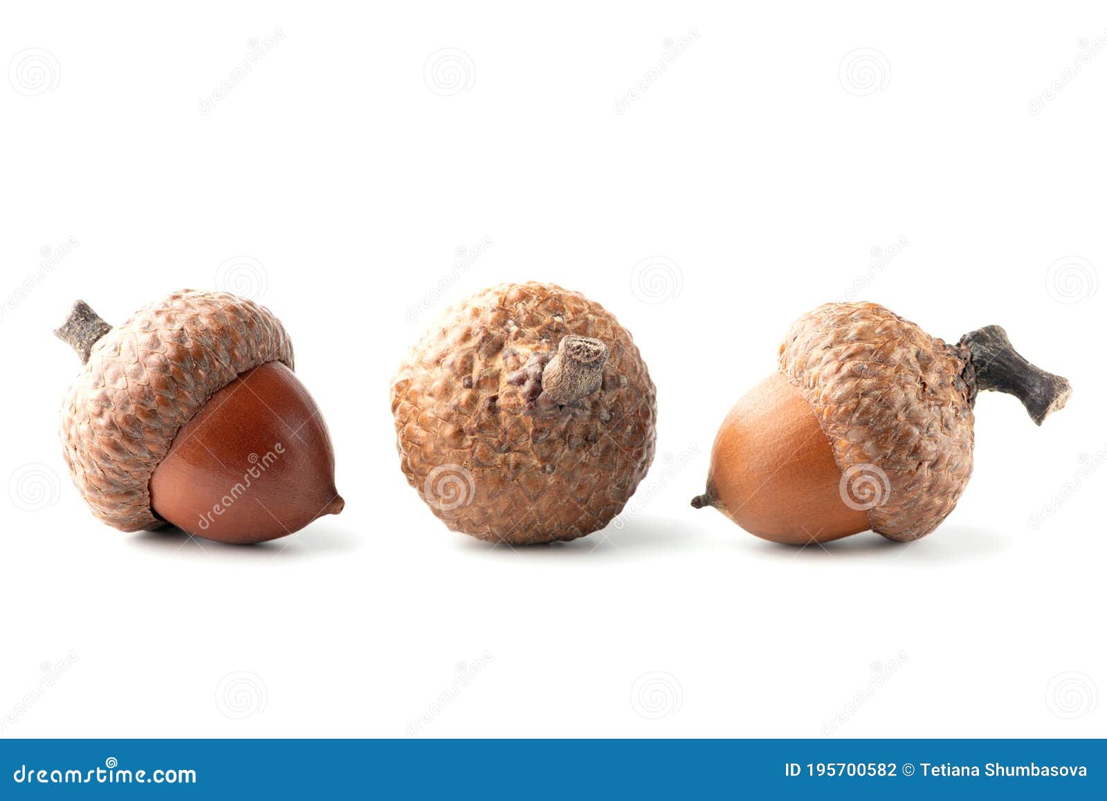 Three Oak Acorns Isolated on White Background Stock Photo - Image of ...