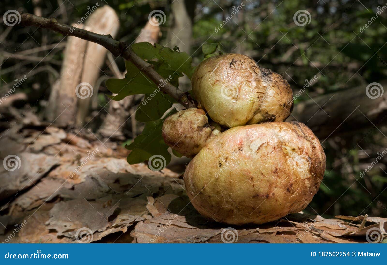 Oak apple galls stock photo. Image of ecosystem, like - 182502254