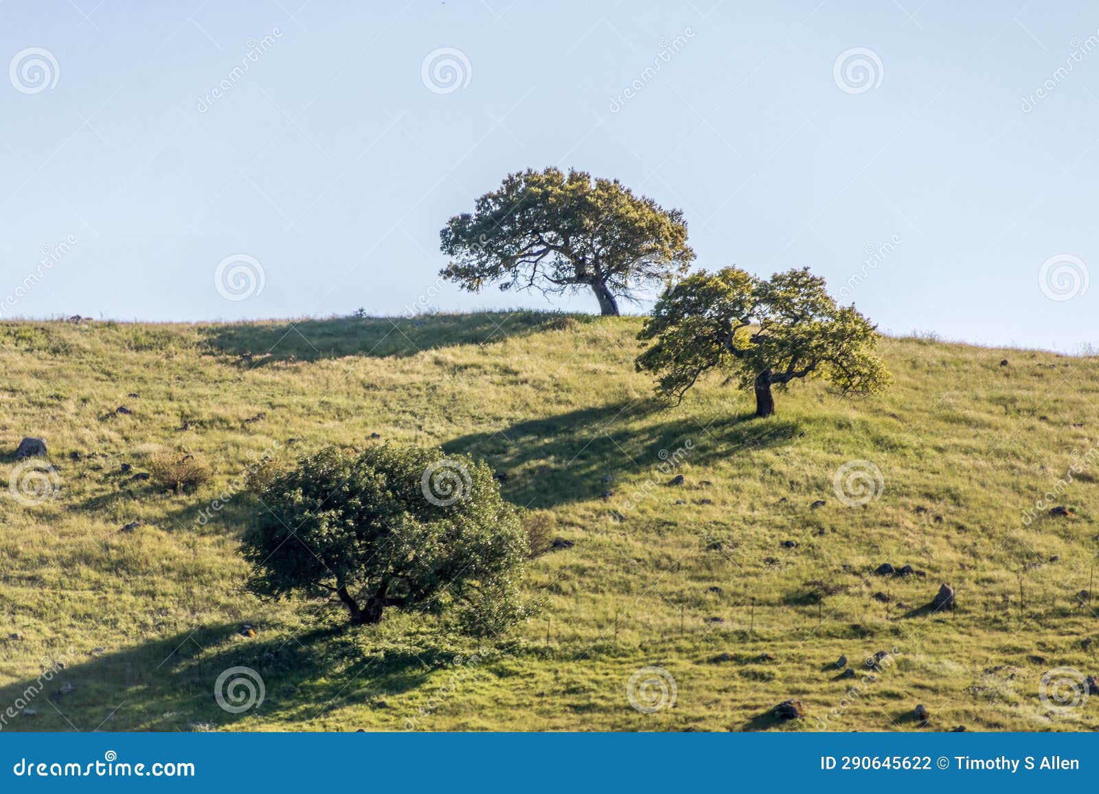 Three Oak Trees are Standing on a Green Grass Hillside. Stock Photo ...