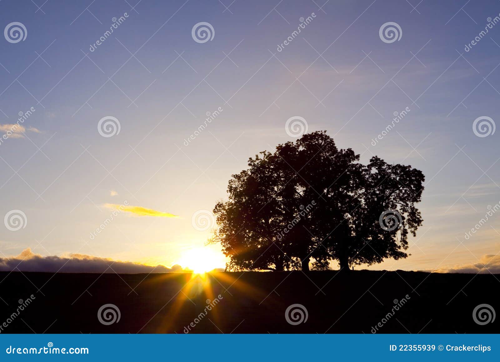 Three oak trees at sunset stock image. Image of silhouette - 22355939