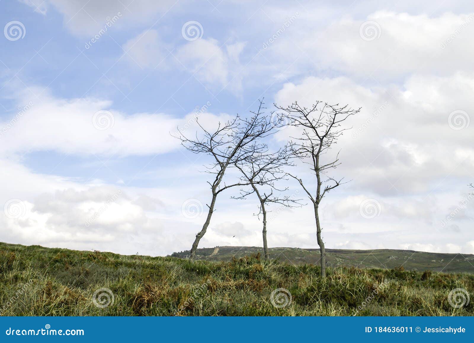 Three Oak Trees in the Wintry Countryside Stock Image - Image of life ...