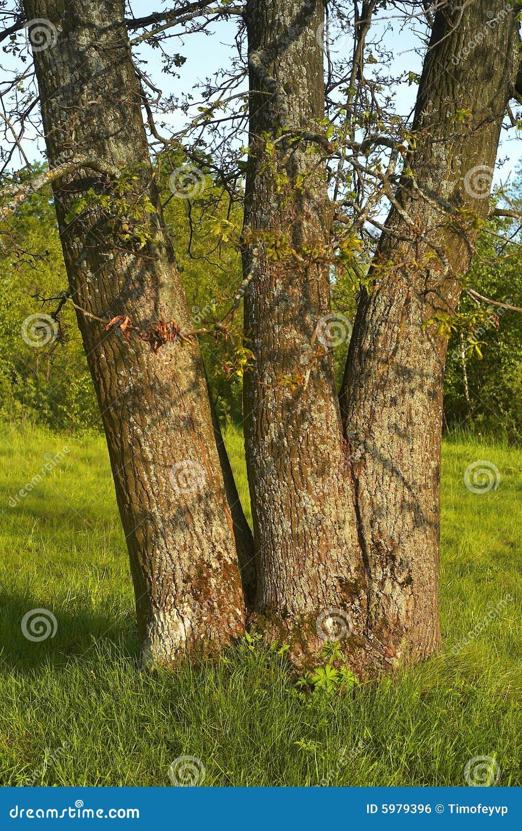 Three oak trunks on meadow stock photo. Image of wood - 5979396
