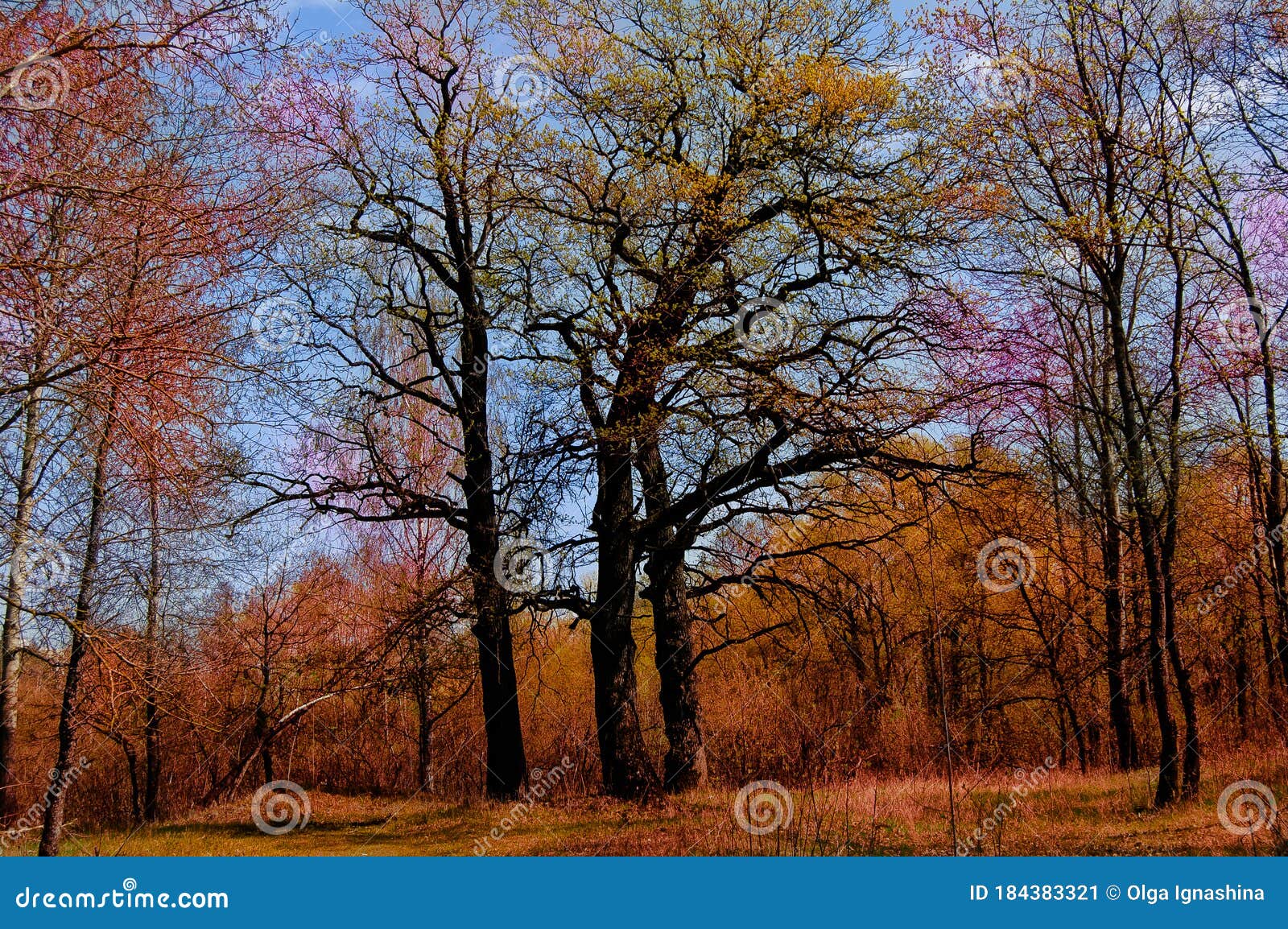 Three oaks stock image. Image of colorful, color, green - 184383321