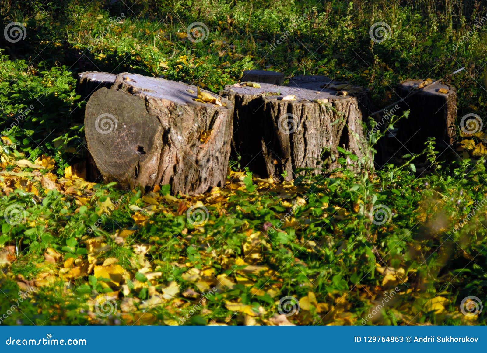 Three Old Stumps in Fallen Leaves Stock Image - Image of color, green ...
