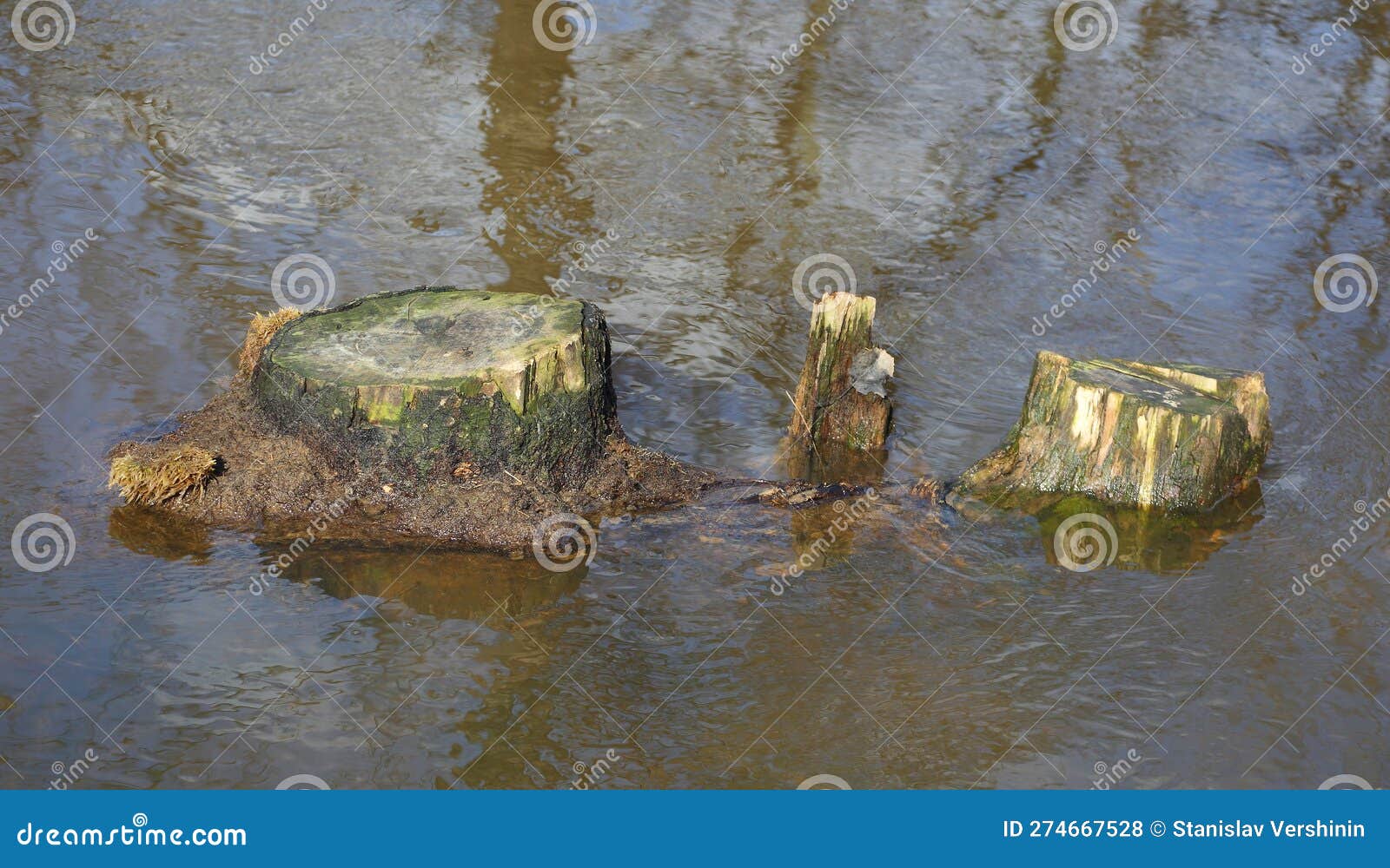 Three Old Stumps in the River Water Stock Photo - Image of water ...
