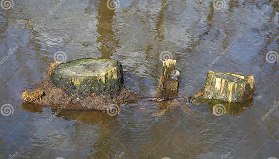 Three Old Stumps in the River Water Stock Photo - Image of water ...