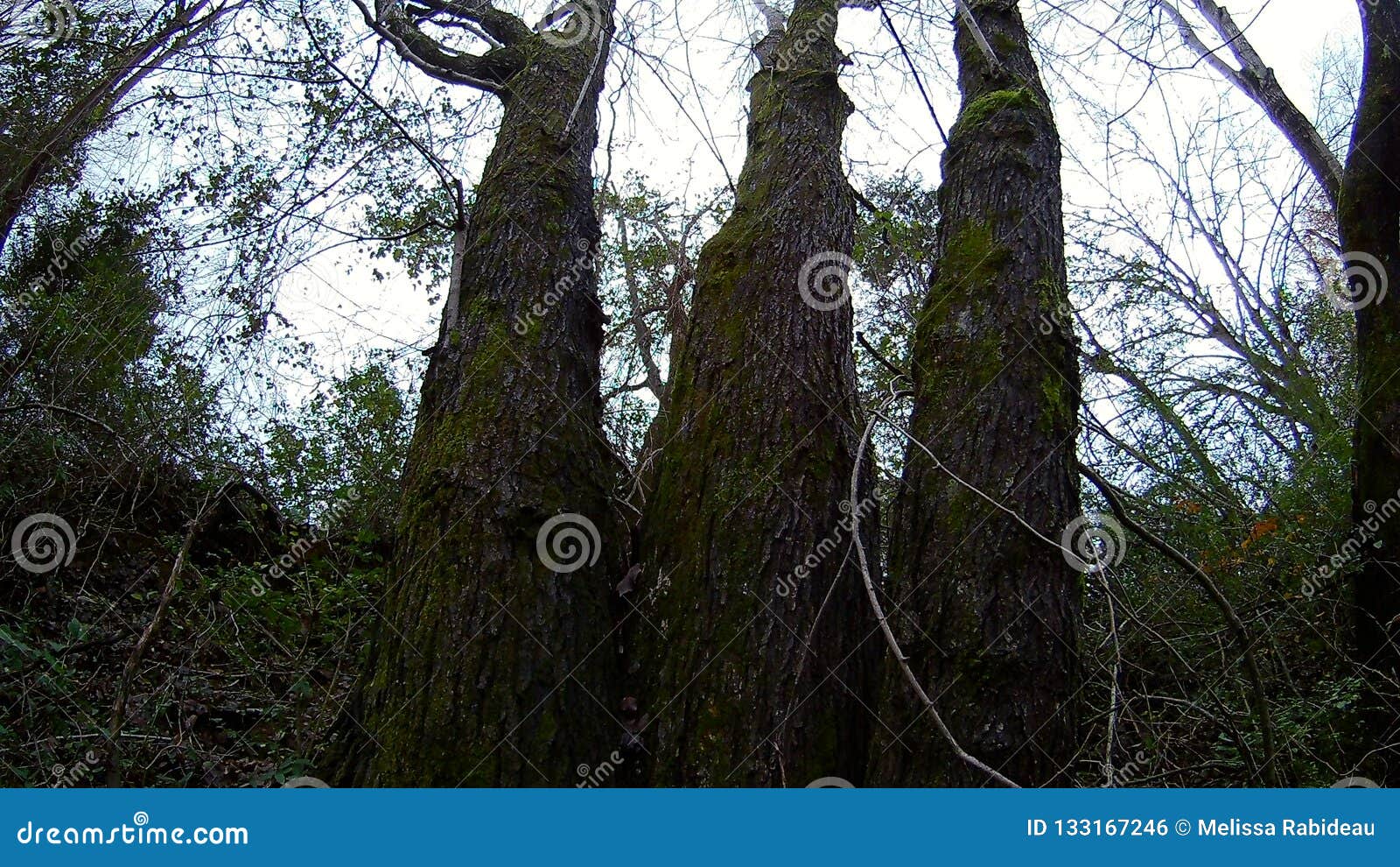 Three Old Tree`s Standing in a Row. Stock Photo - Image of long, woods ...