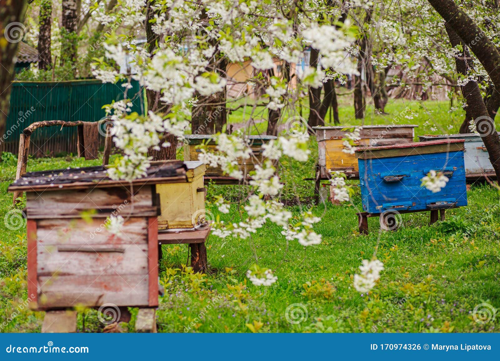 Three Old Wooden Hives on Apiary Under Cherry Tree. Hives Bloom ...