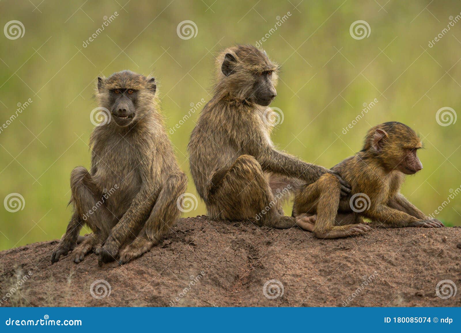 Three Olive Baboons Sit on Earth Bank Stock Photo - Image of exterior ...