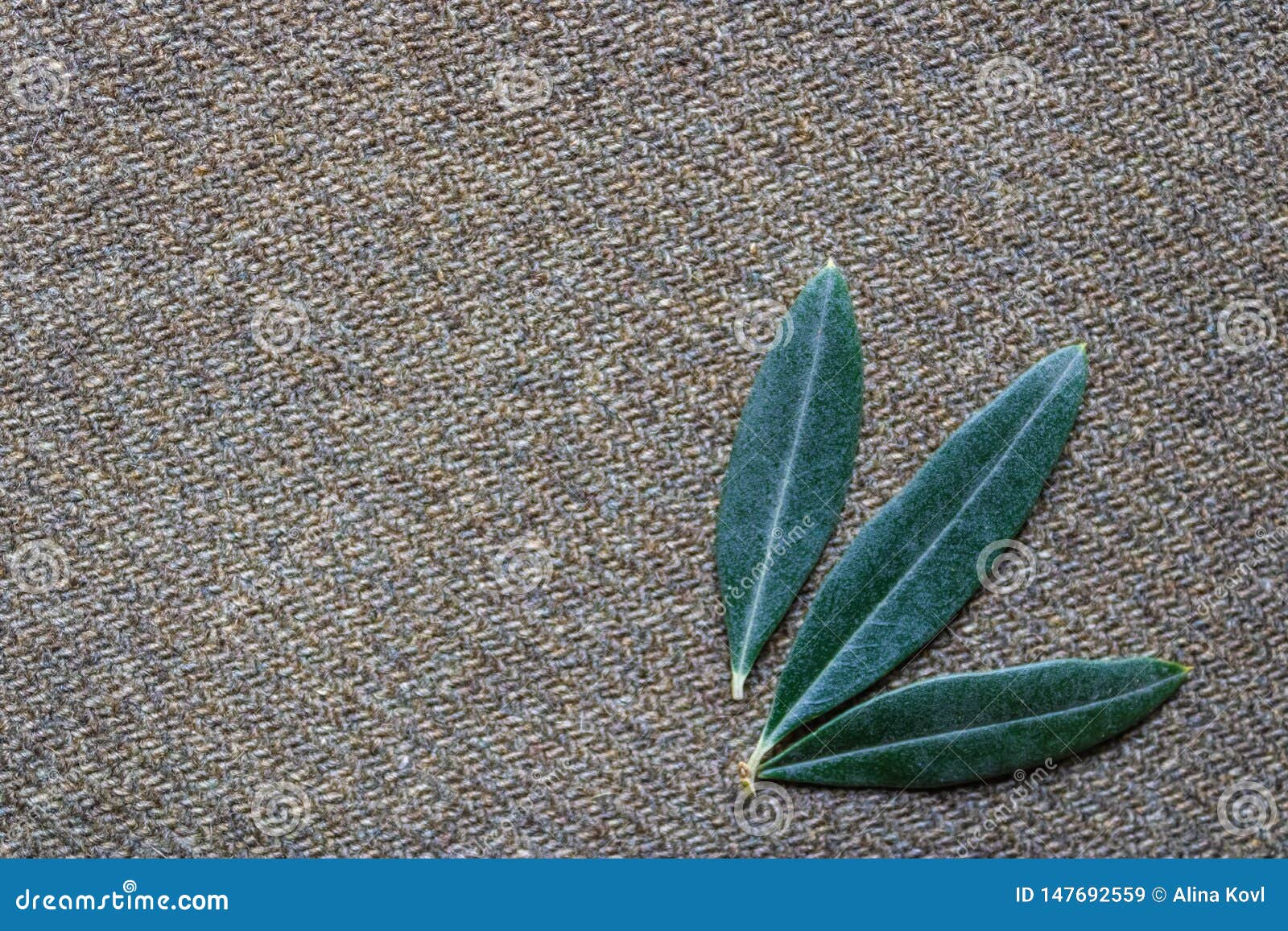 Three Olive Oil Leaves on Brown Tissue Background - Image Stock Image ...