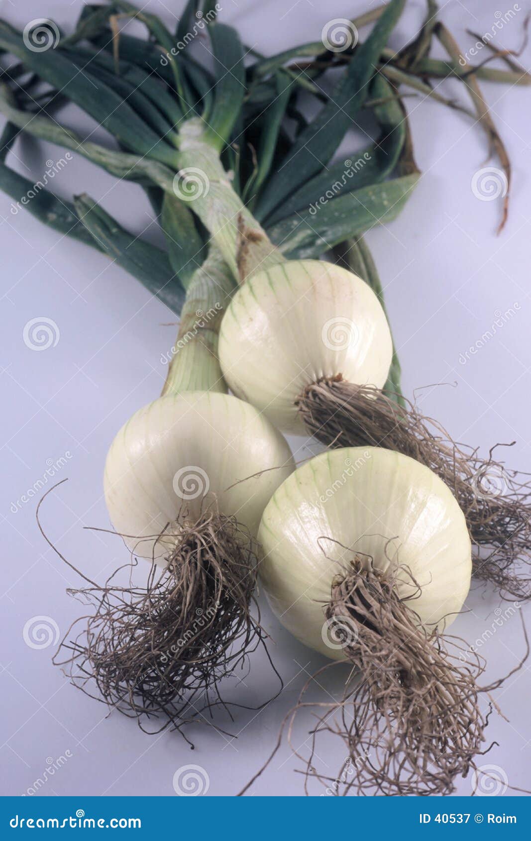 Three Onions stock image. Image of white, stalk, food, three - 40537