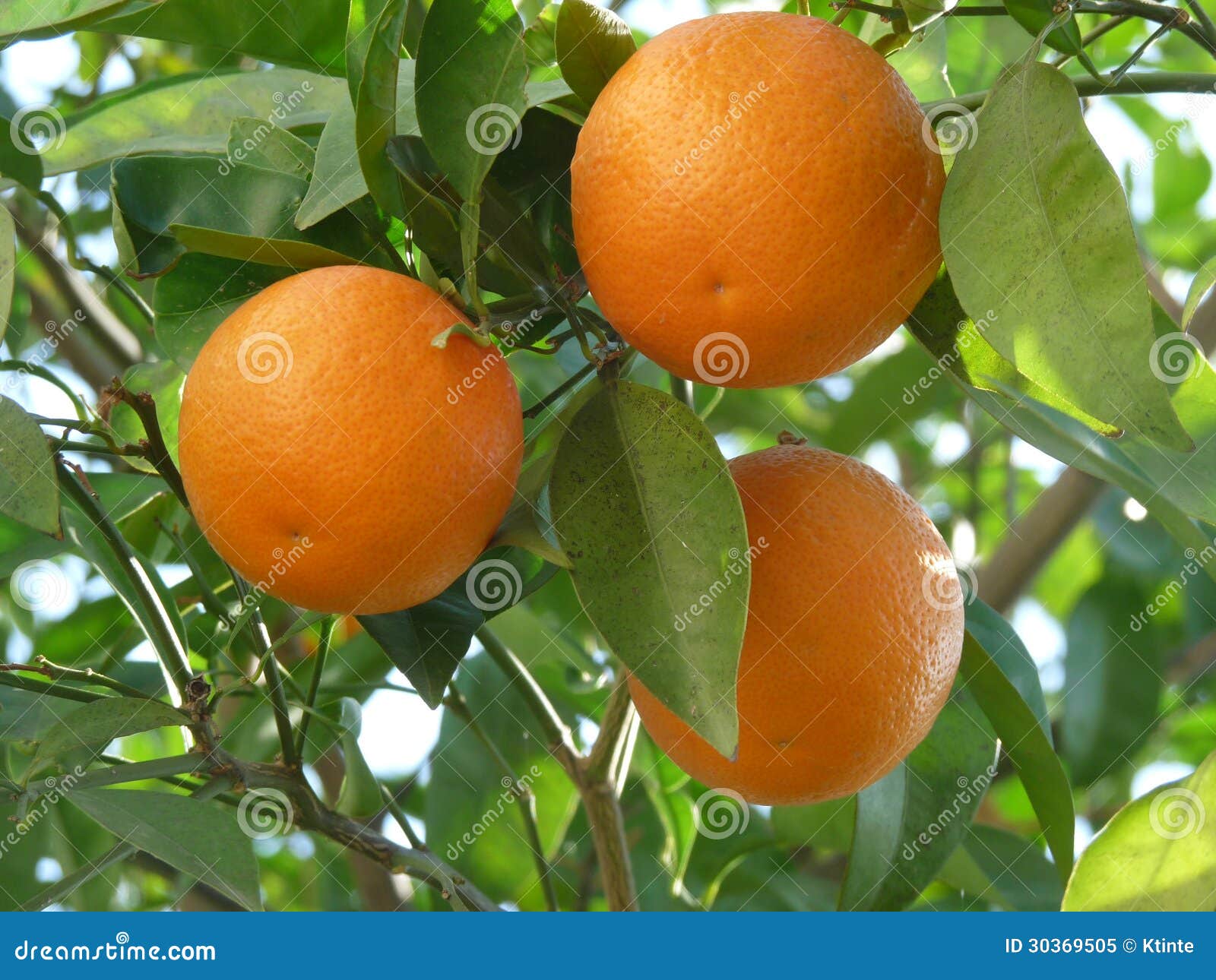 Three orange branch stock image. Image of healthy, organic - 30369505