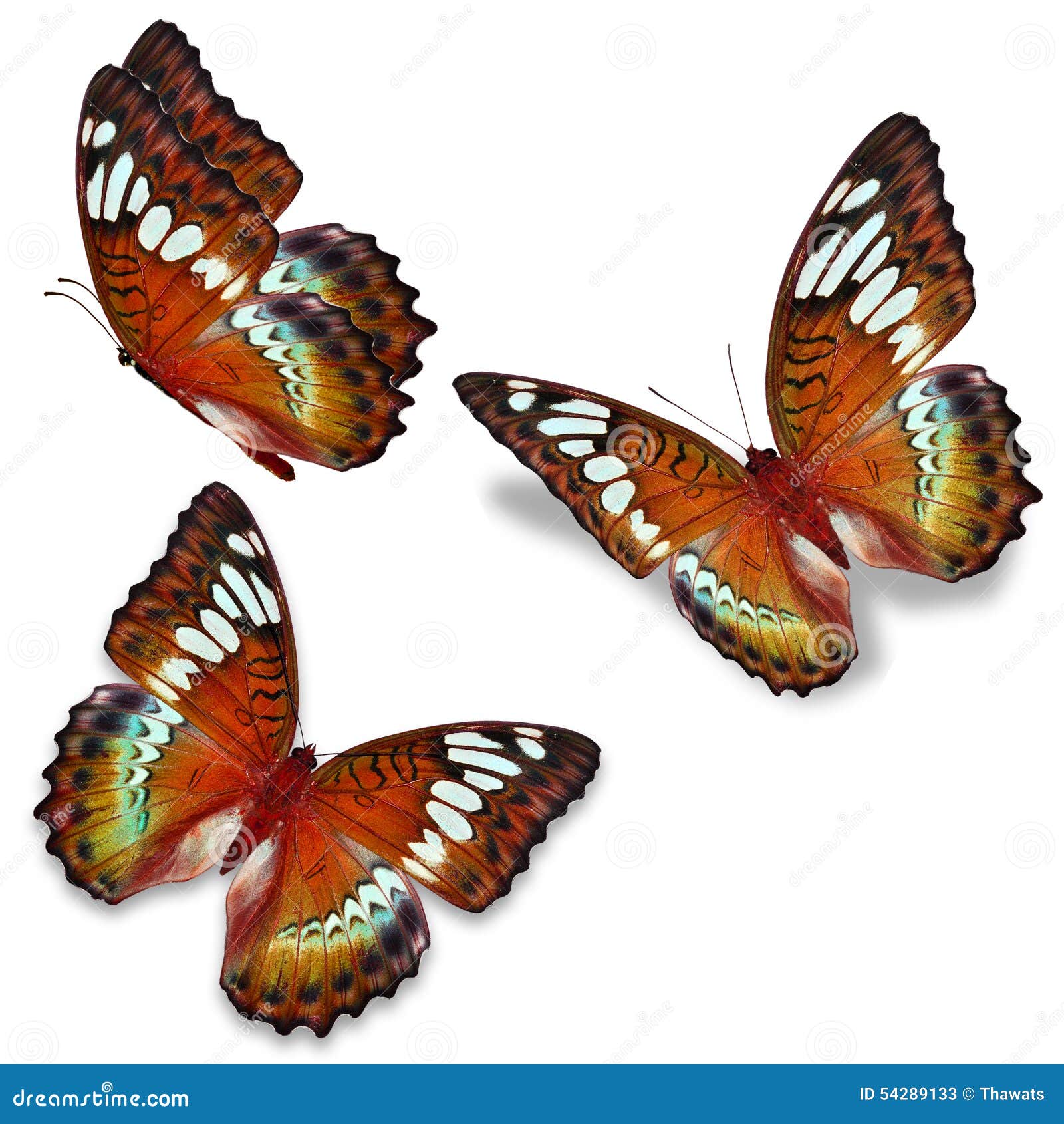 Orange Butterfly Isolated On White Background. Morpho Rhetenor Vector ...