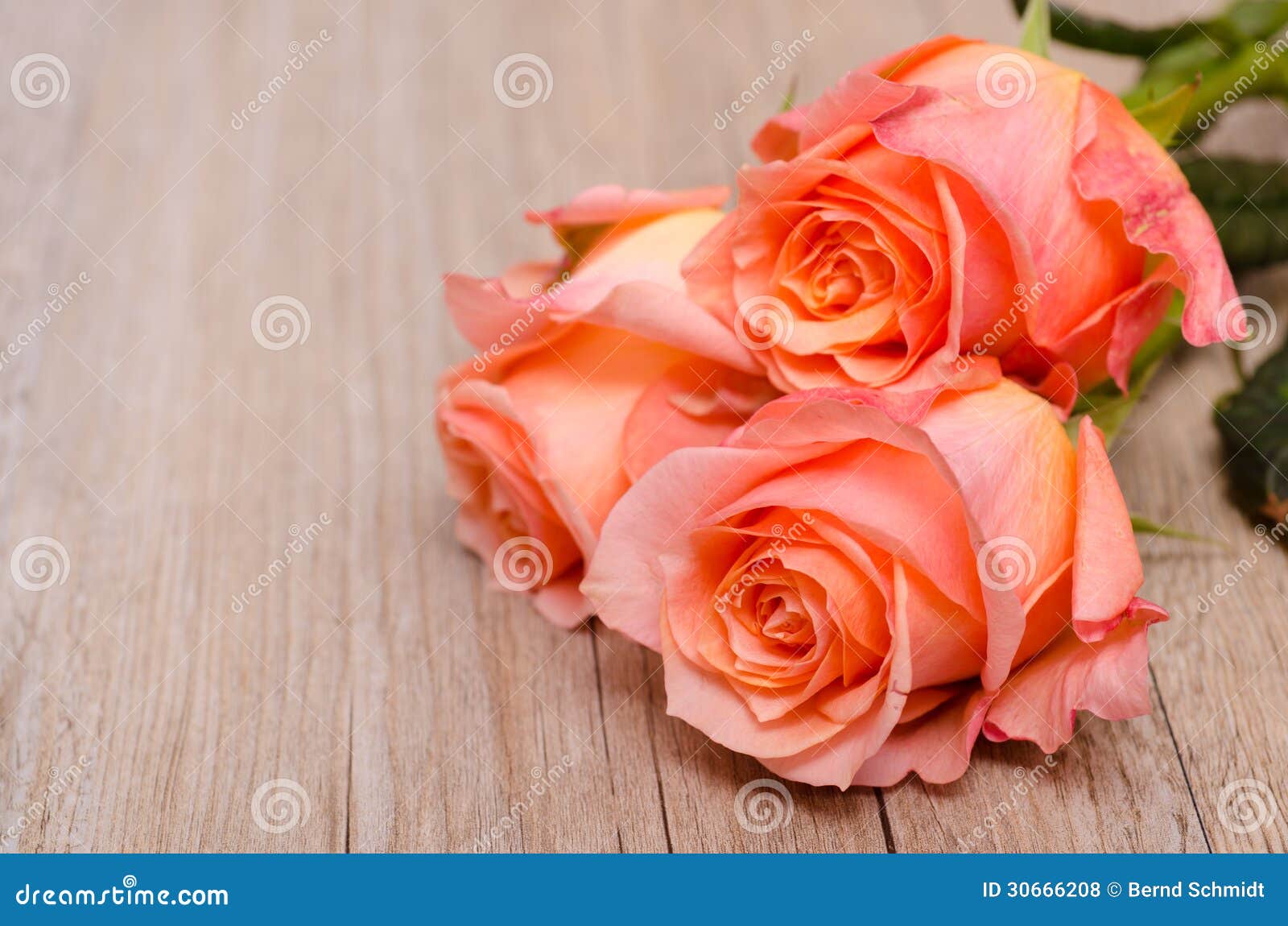 Three Orange Flowers of Roses Stock Photo - Image of fotunate, card ...