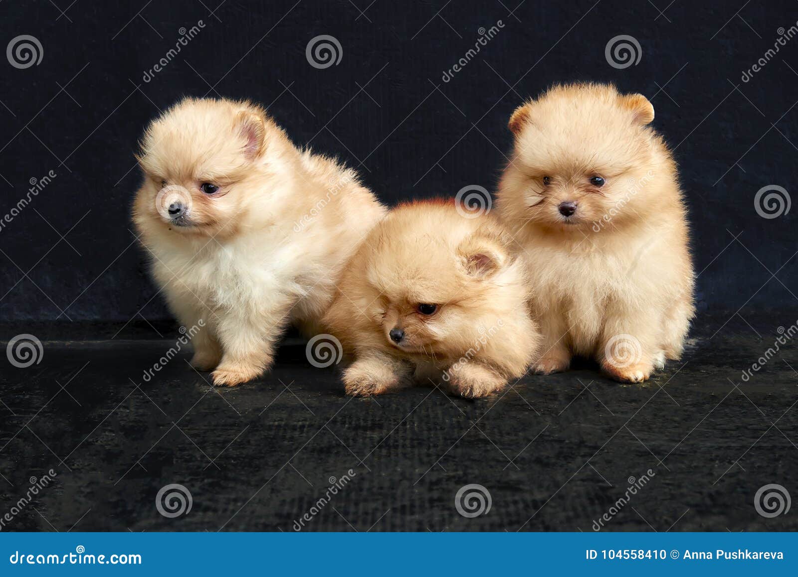 Three Orange Pomeranian Spitz Puppies Sitting Black Background Stock ...