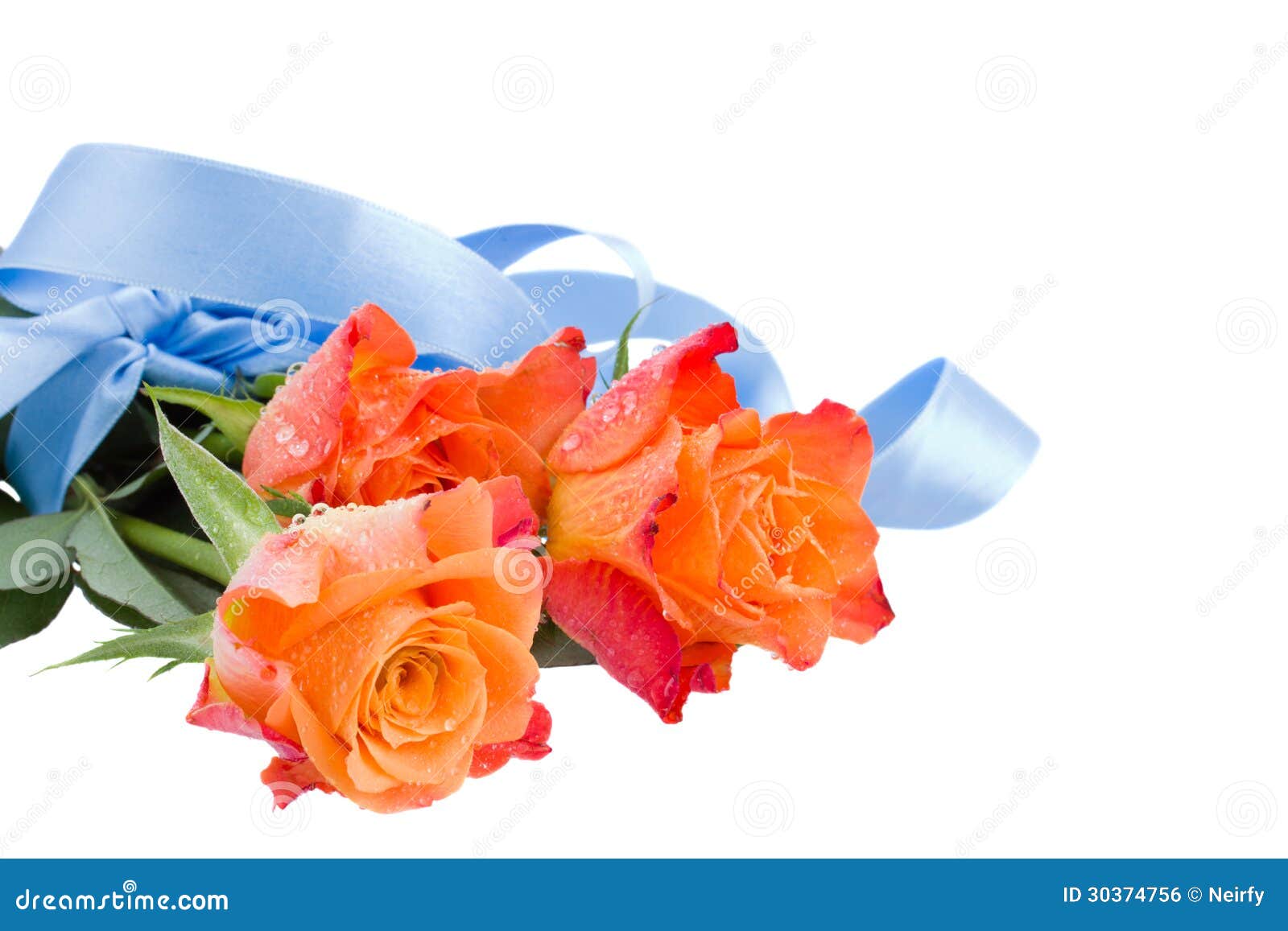 Three Orange Roses with Blue Ribbon Stock Photo - Image of group ...