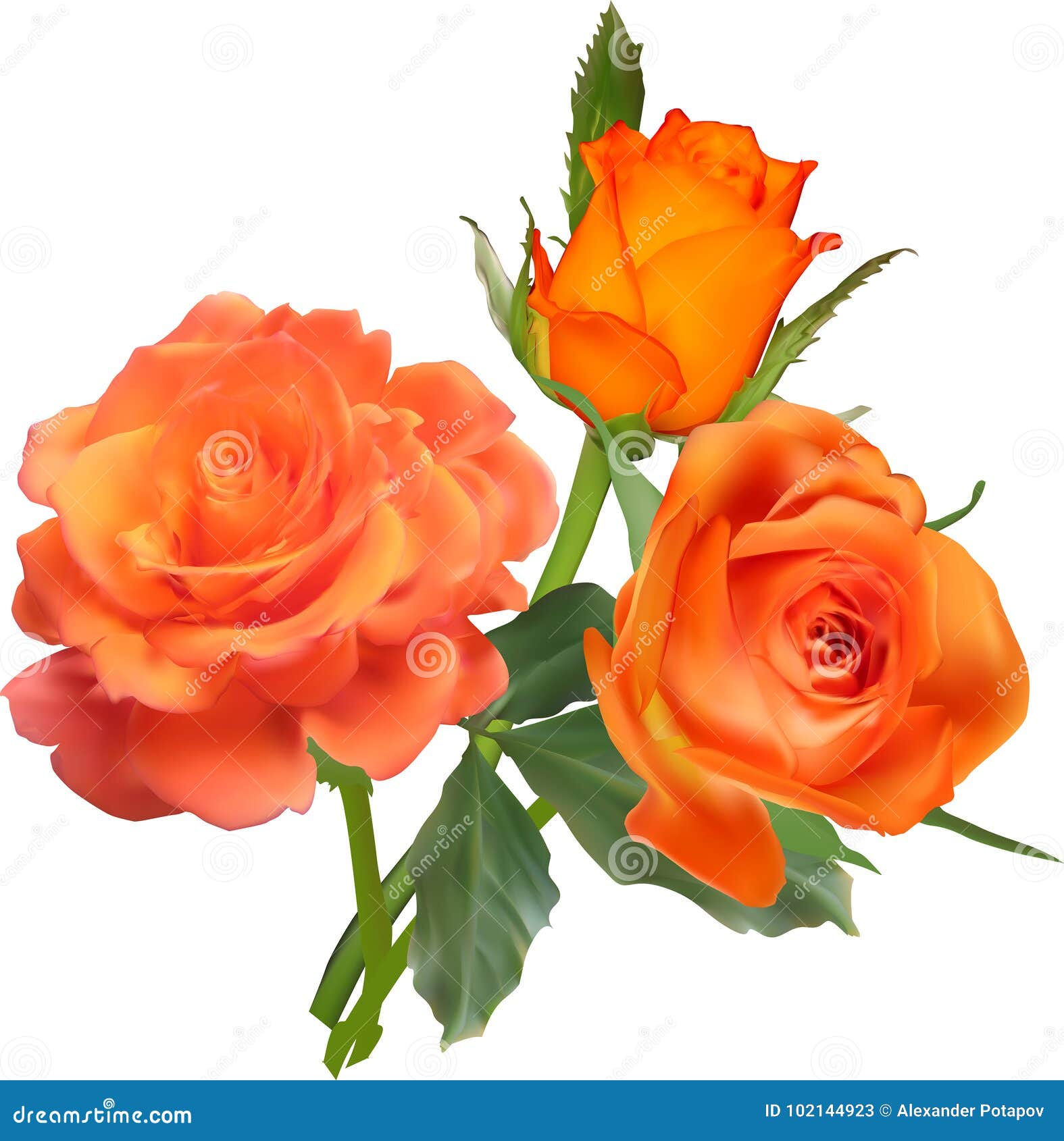 Three Orange Roses Bunch Isolated on White Stock Vector - Illustration ...