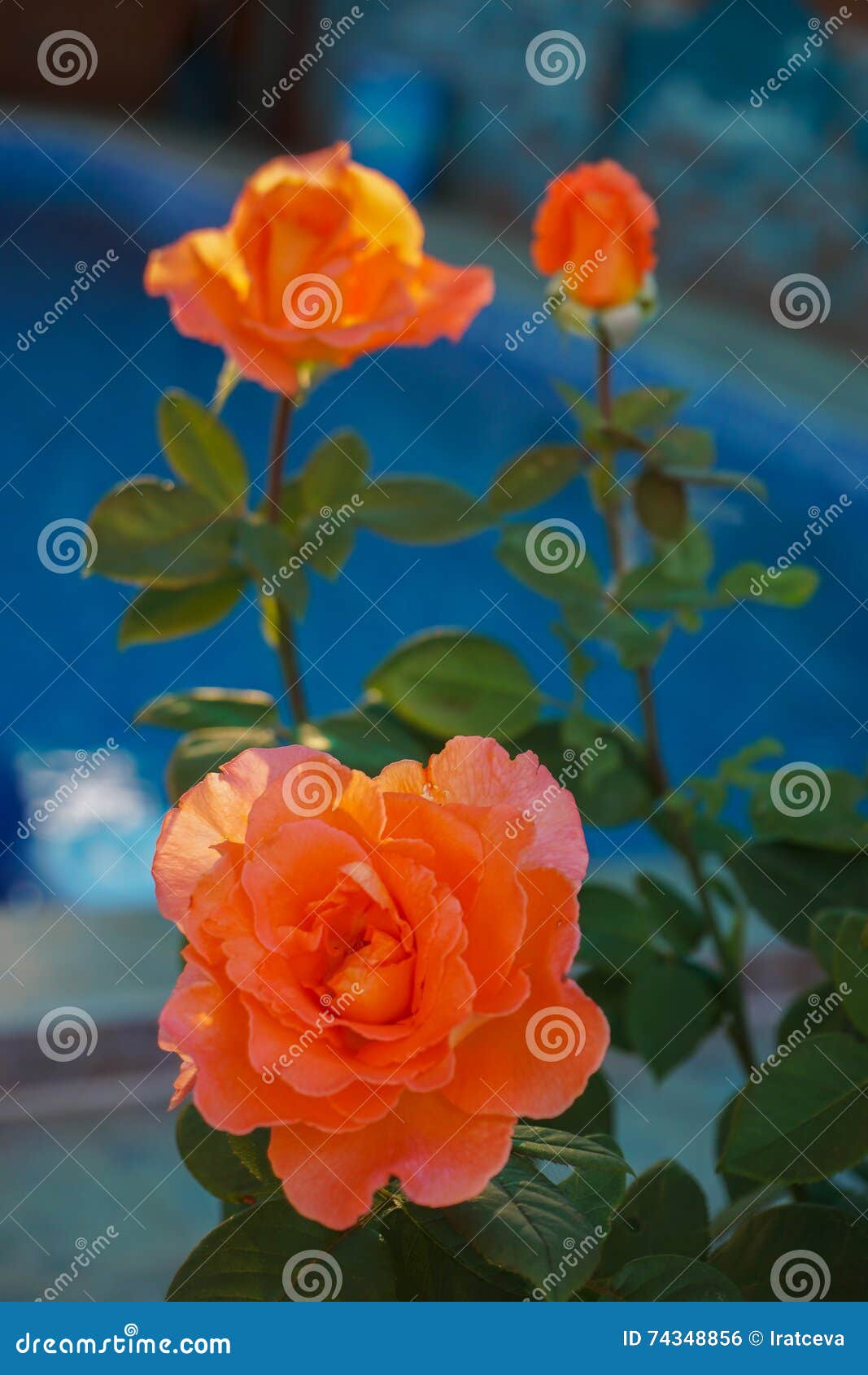 Three orange roses stock photo. Image of fragrant, beauty - 74348856