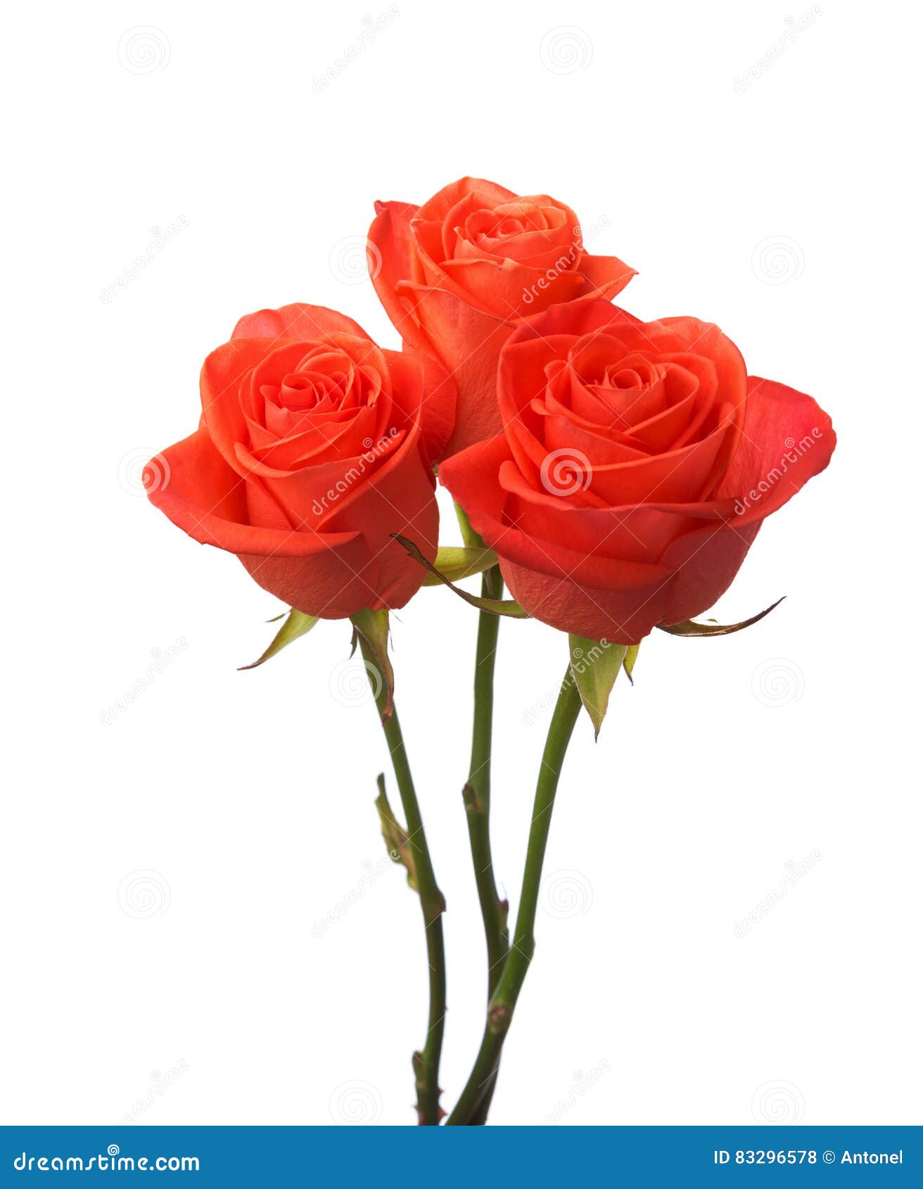 Three orange roses stock photo. Image of bouquet, blossom - 83296578