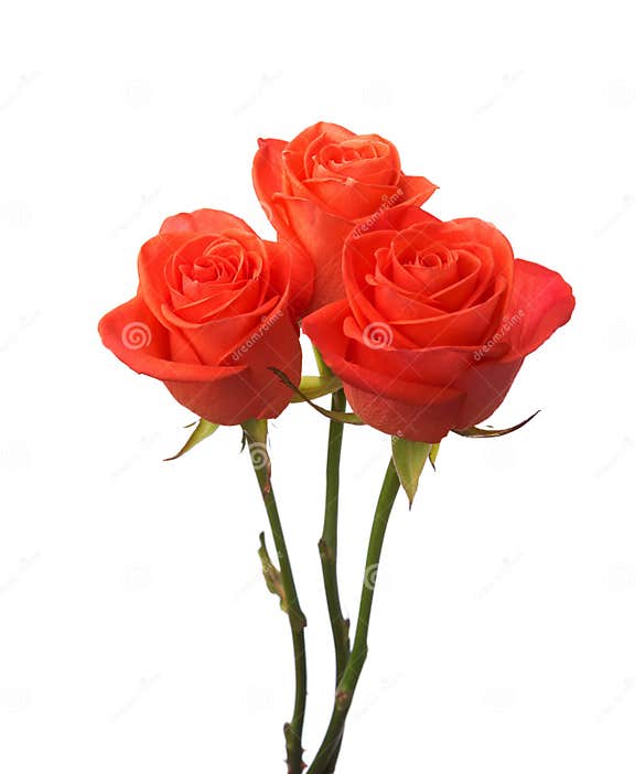 Three orange roses stock photo. Image of bouquet, blossom - 83296578