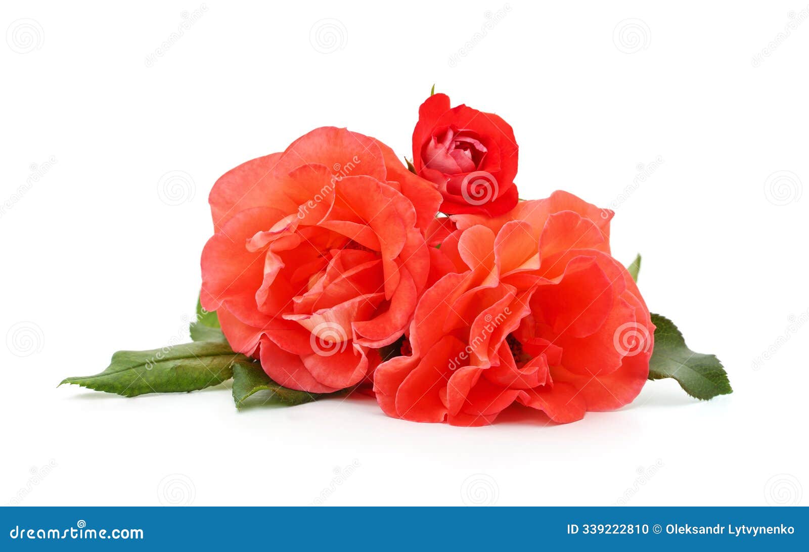 Three orange roses stock photo. Image of garden, beautiful - 339222810