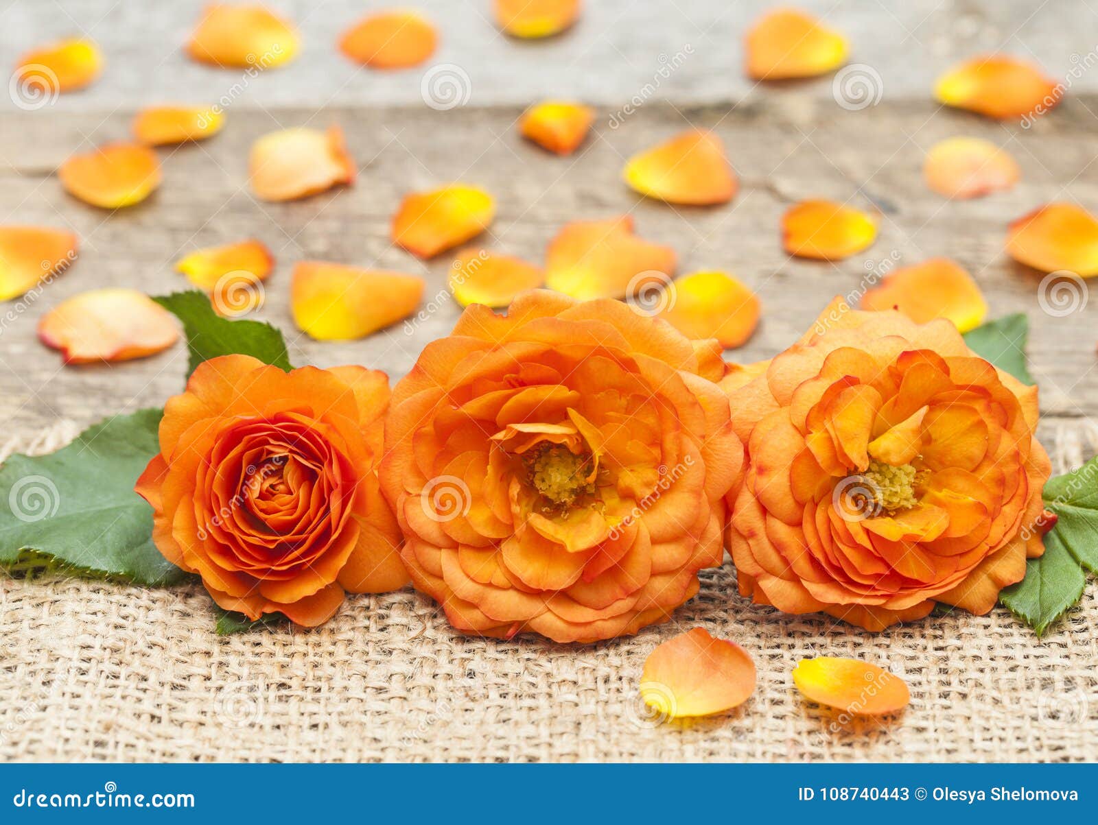 Three Orange Roses on Table Stock Image - Image of nature, mothers ...