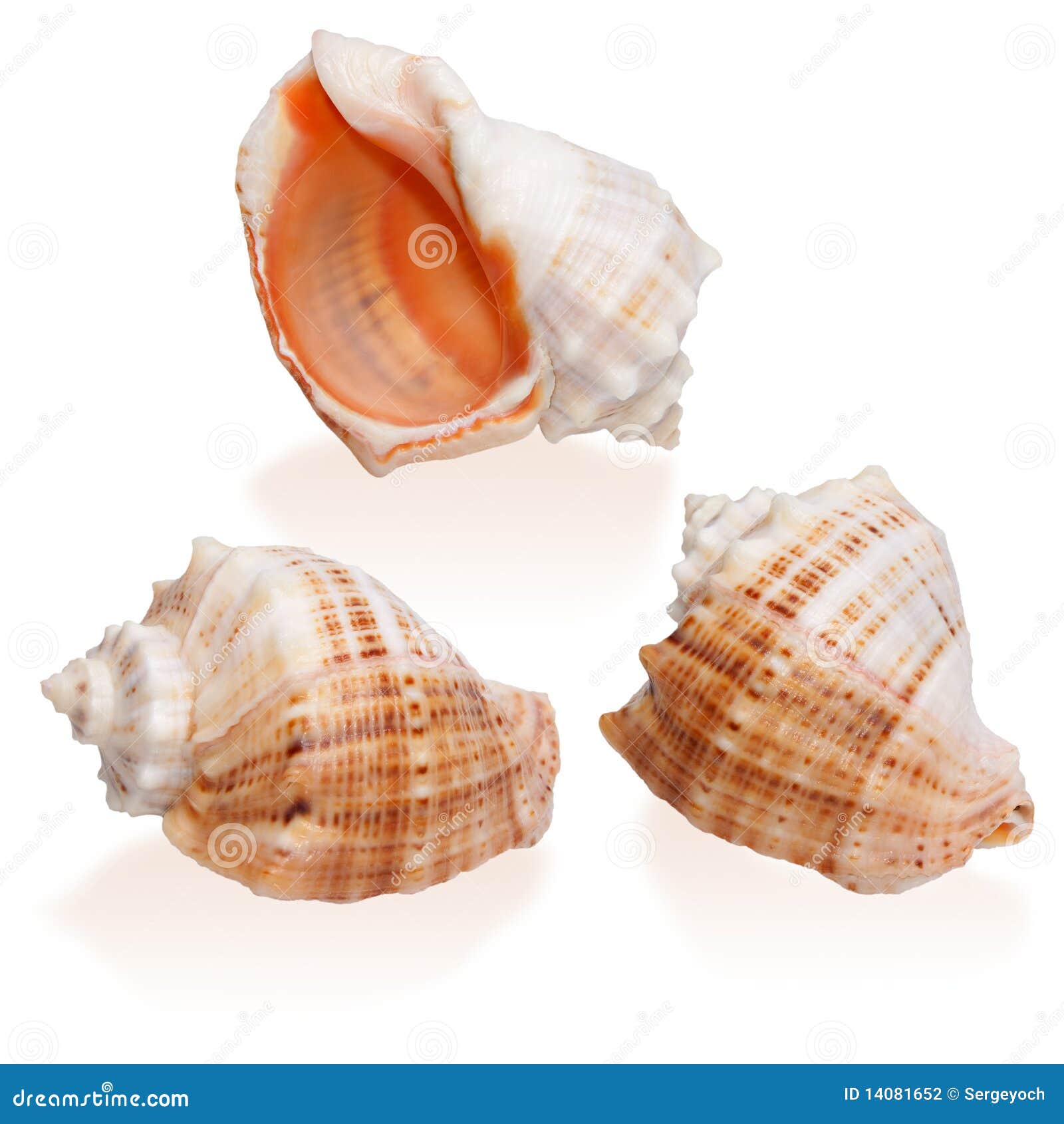 Three Orange Seashells Isolated Stock Photo - Image of underwater ...
