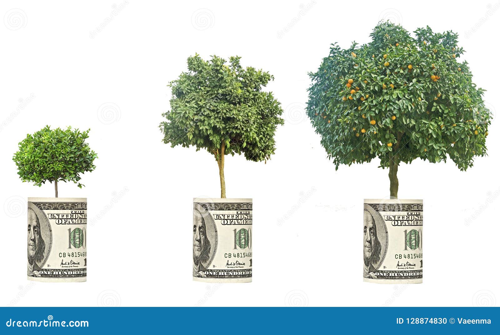 Orange Trees Growing from Dollar Bill Stock Photo - Image of footprint ... Orange Trees Growing from Dollar Bill Stock Photo - Image of footprint ...