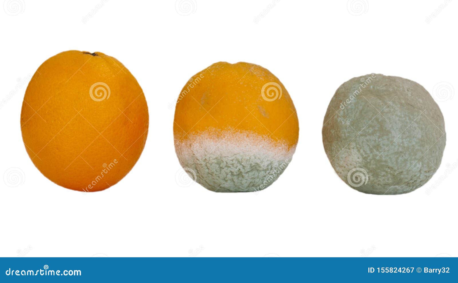 Three Oranges in Various Stages of Decomposition. Isolated on White ...