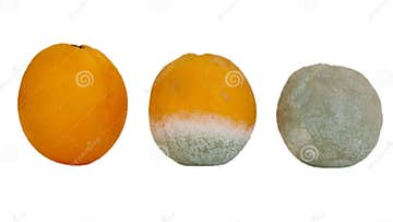 Three Oranges in Various Stages of Decomposition. Isolated on White ...