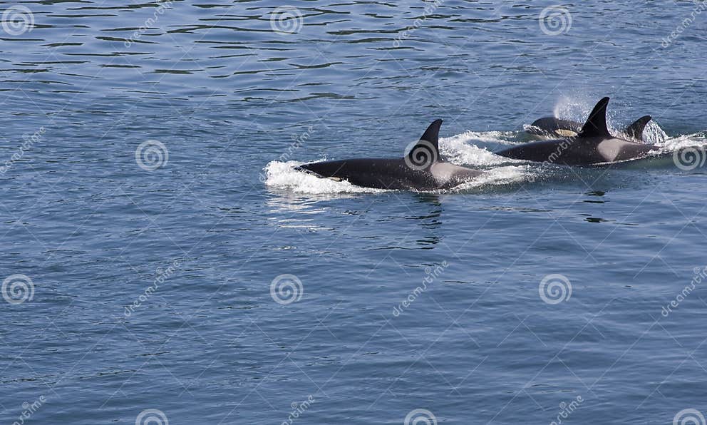 Three Orcas stock photo. Image of coastal, galiano, orca - 5921114