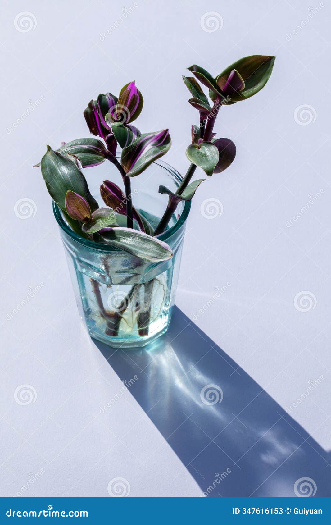 Three Orchid Branches in a Glass. Orchid Branches in the Sun Stock ...