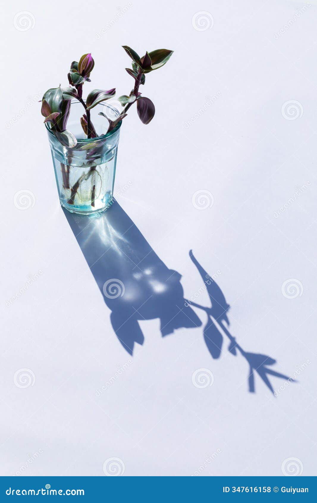 Three Orchid Branches in a Glass. Orchid Branches in the Sun Stock ...