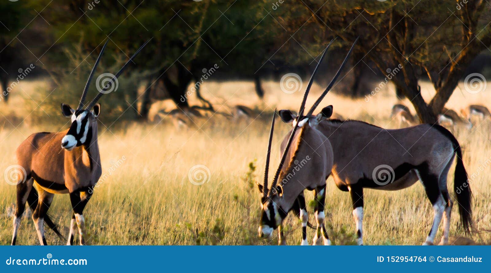 Three Oryx Gazella in National Park of Namibia with Springbok in the ...