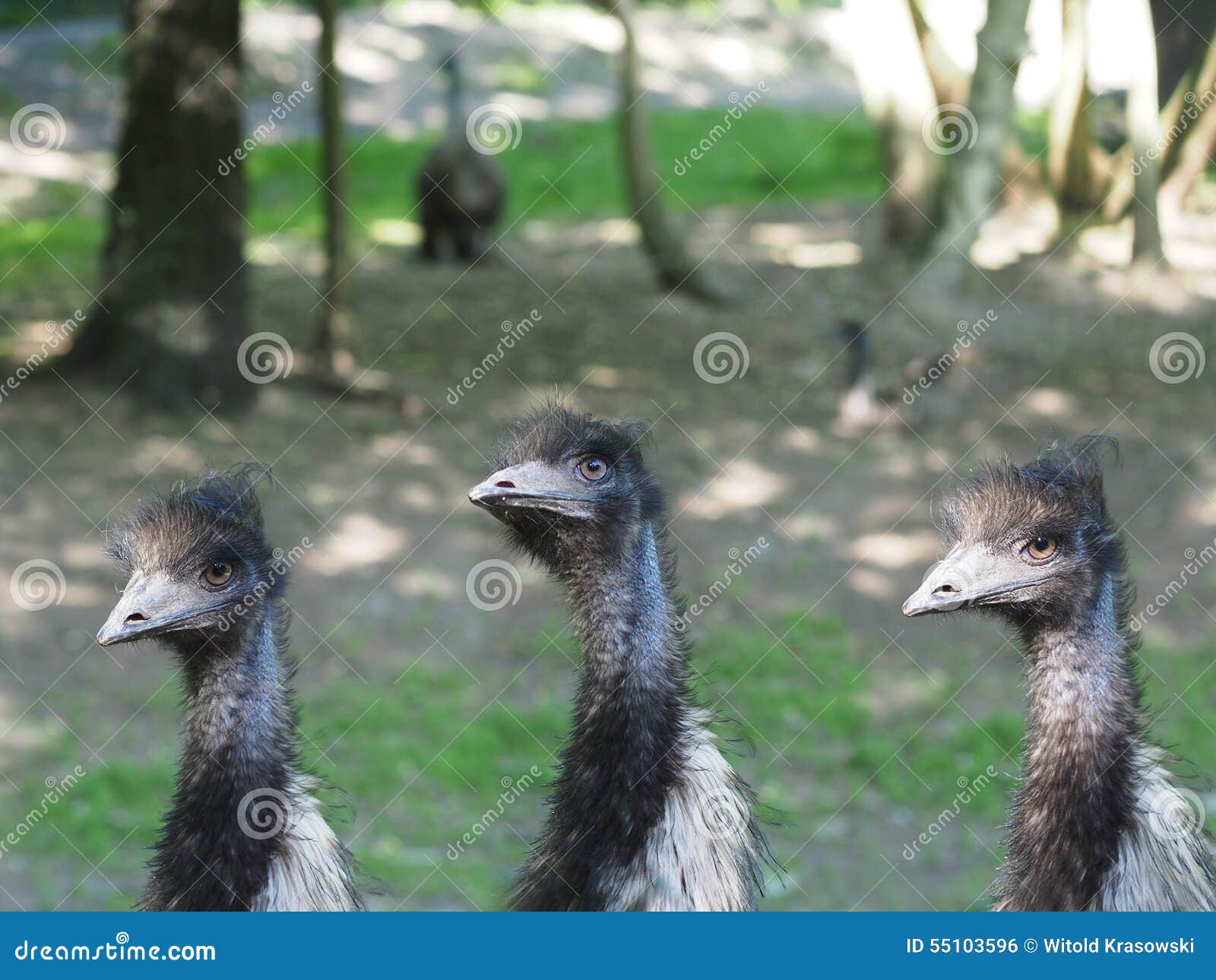 Three ostrich stock photo. Image of fauna, looking, african - 55103596