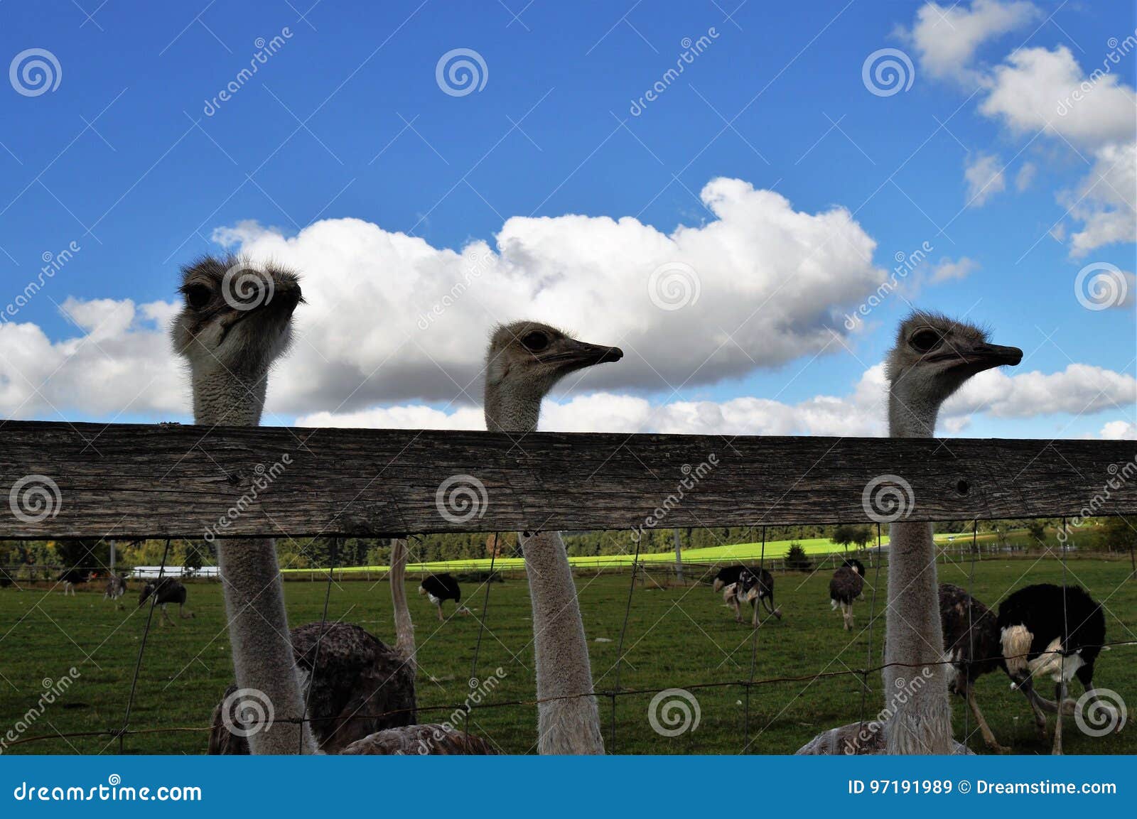 Three ostrich heads stock image. Image of farm, inquisitive - 97191989