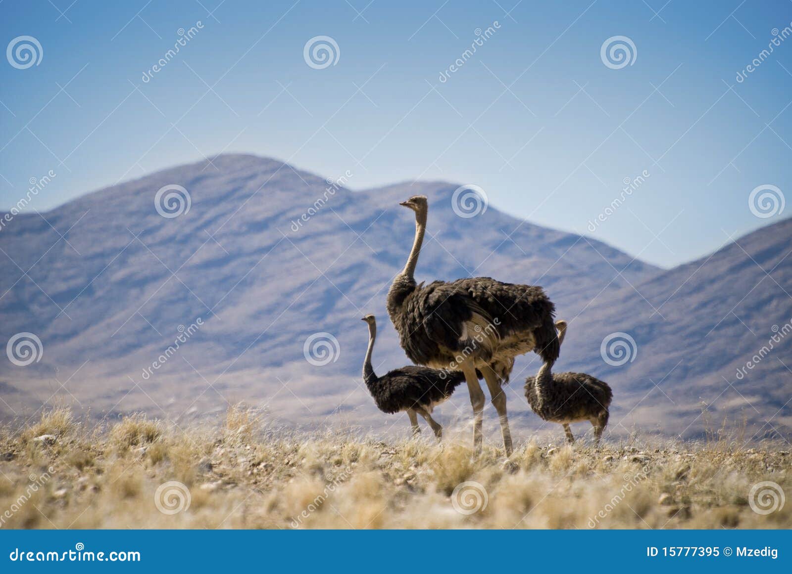 Three ostriches stock image. Image of national, reserve - 15777395