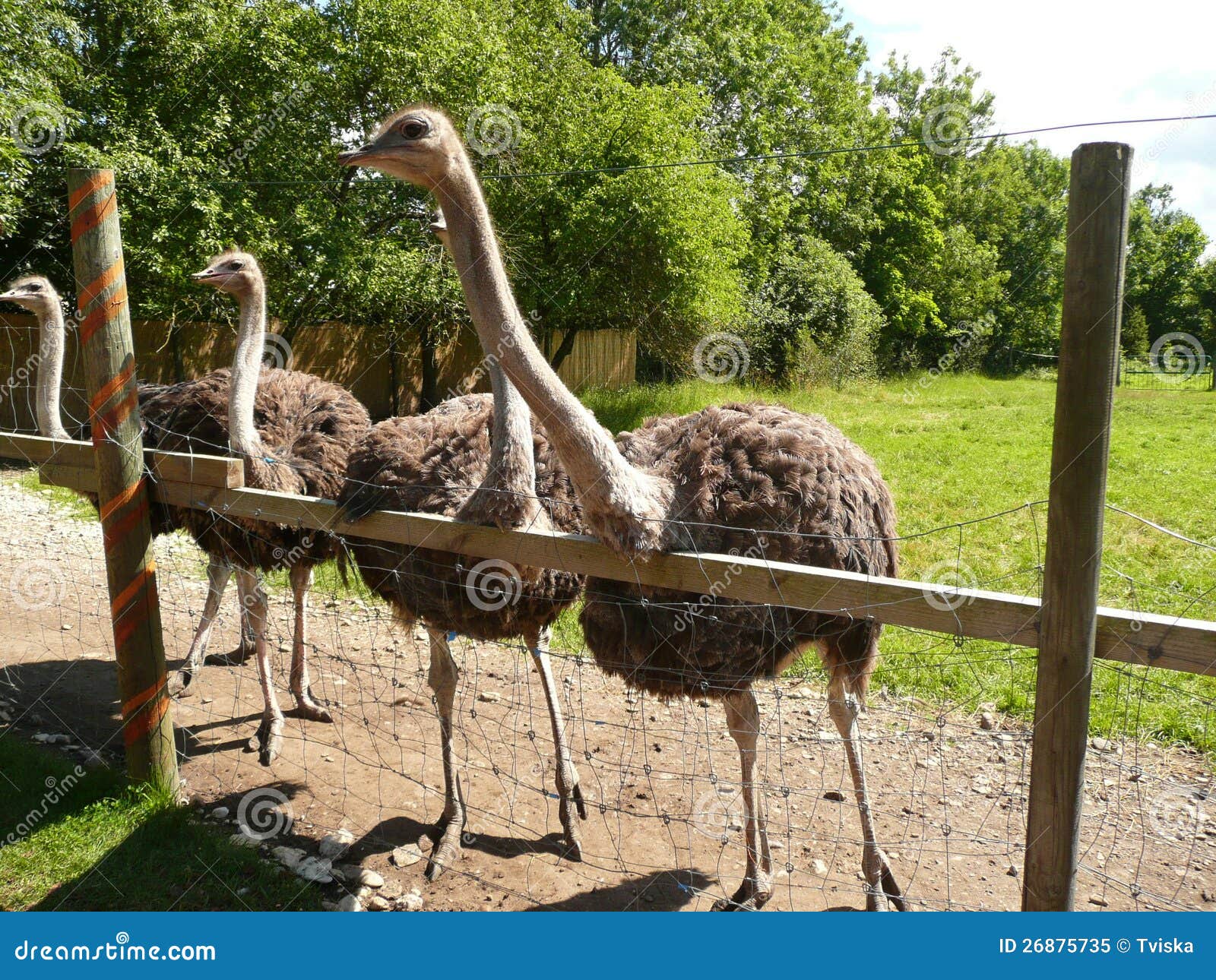 Three ostriches stock image. Image of ostriches, camelus - 26875735