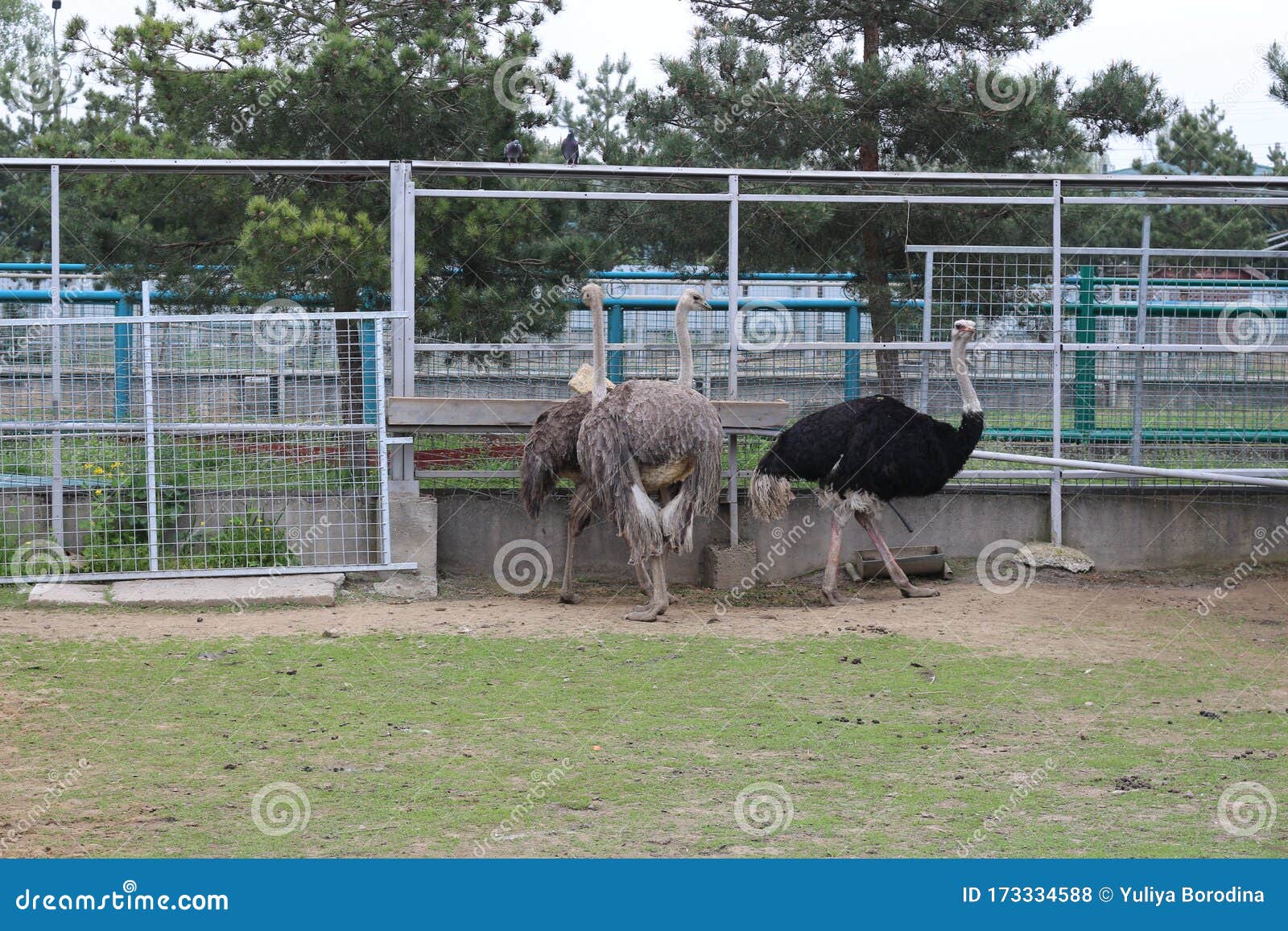 Three Ostriches Feed in a Zoo Paddock Stock Photo - Image of feathers ...