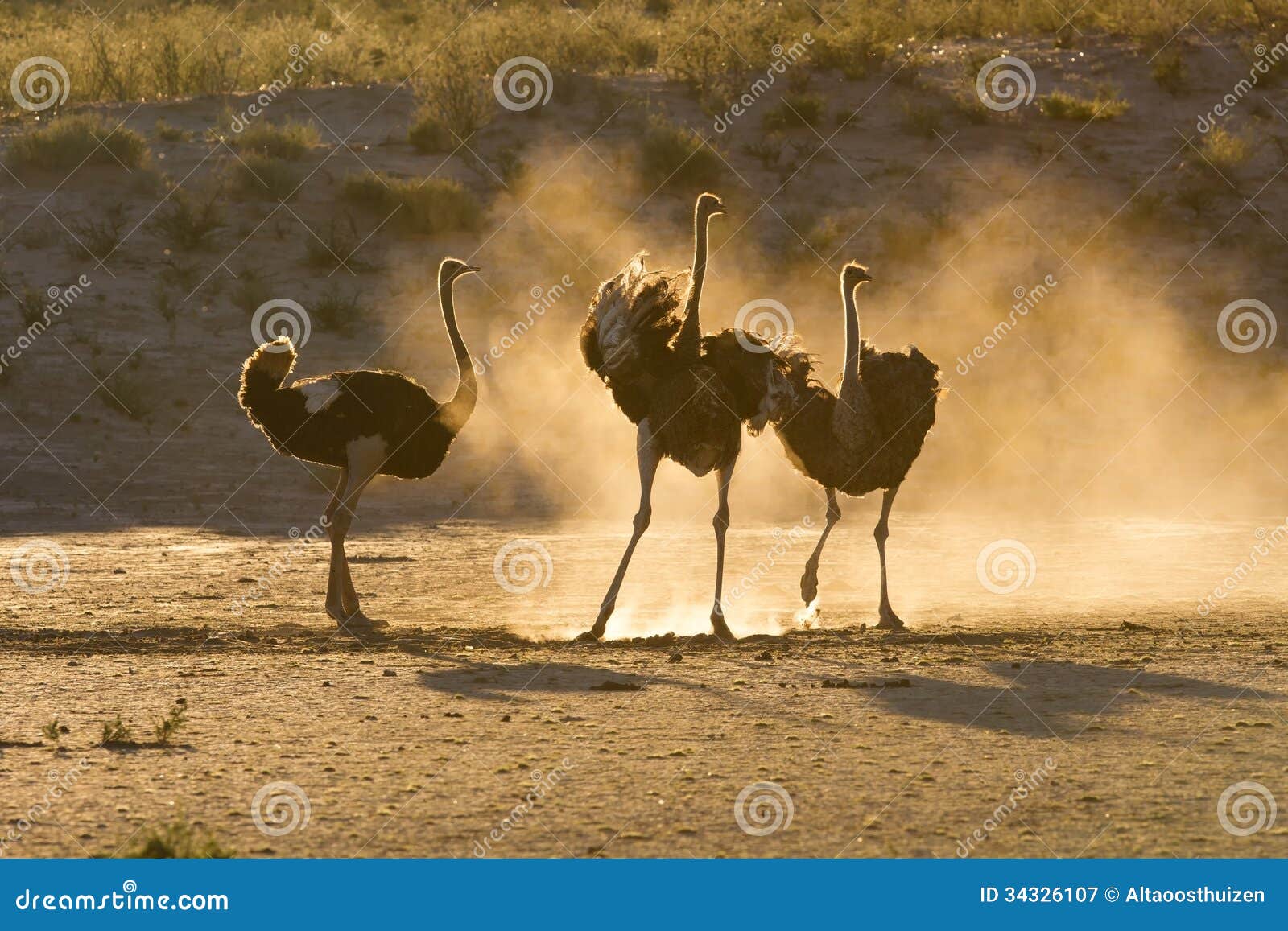 Three Ostriches in the Kalahari with Dust Stock Image - Image of neck ...