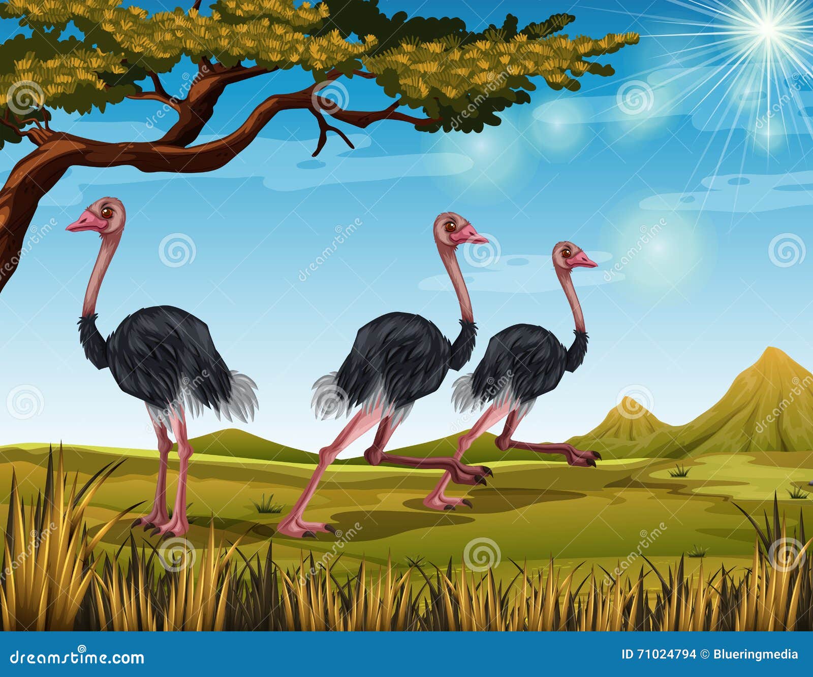 Ostriches Running From Forest Fires In Australia Animals Dying In ...