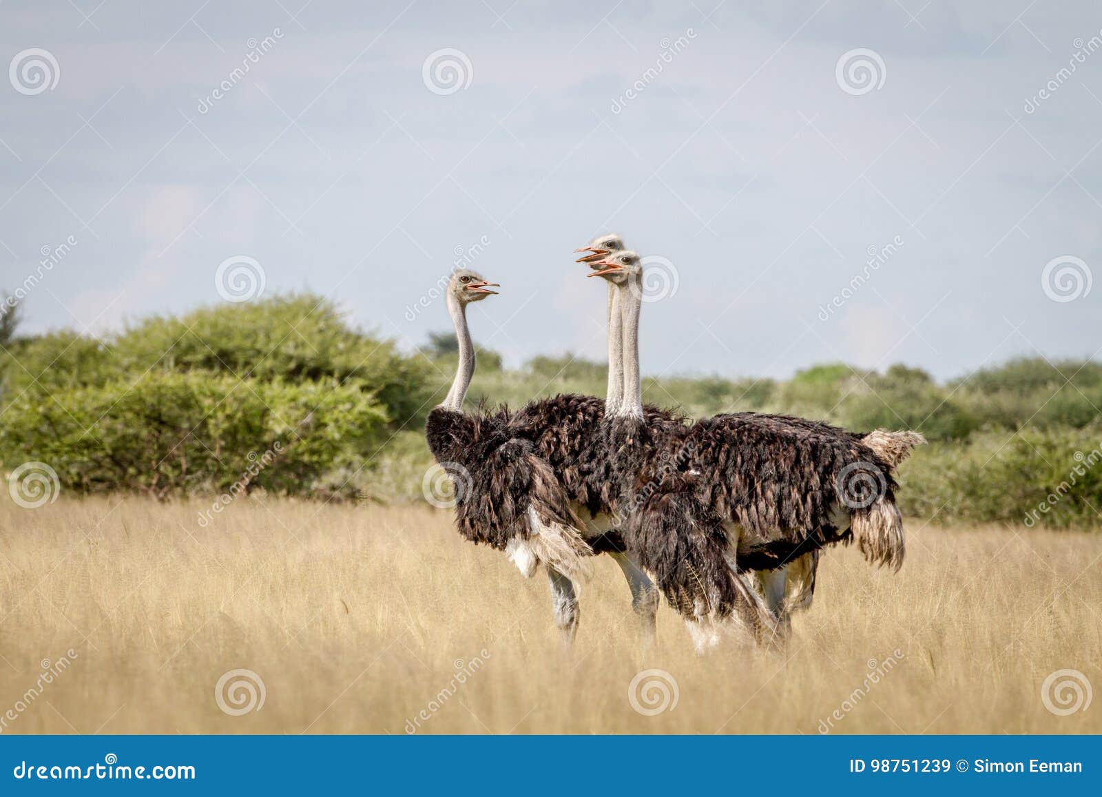 Three Ostriches Standing in High Grass. Stock Image - Image of funny ...