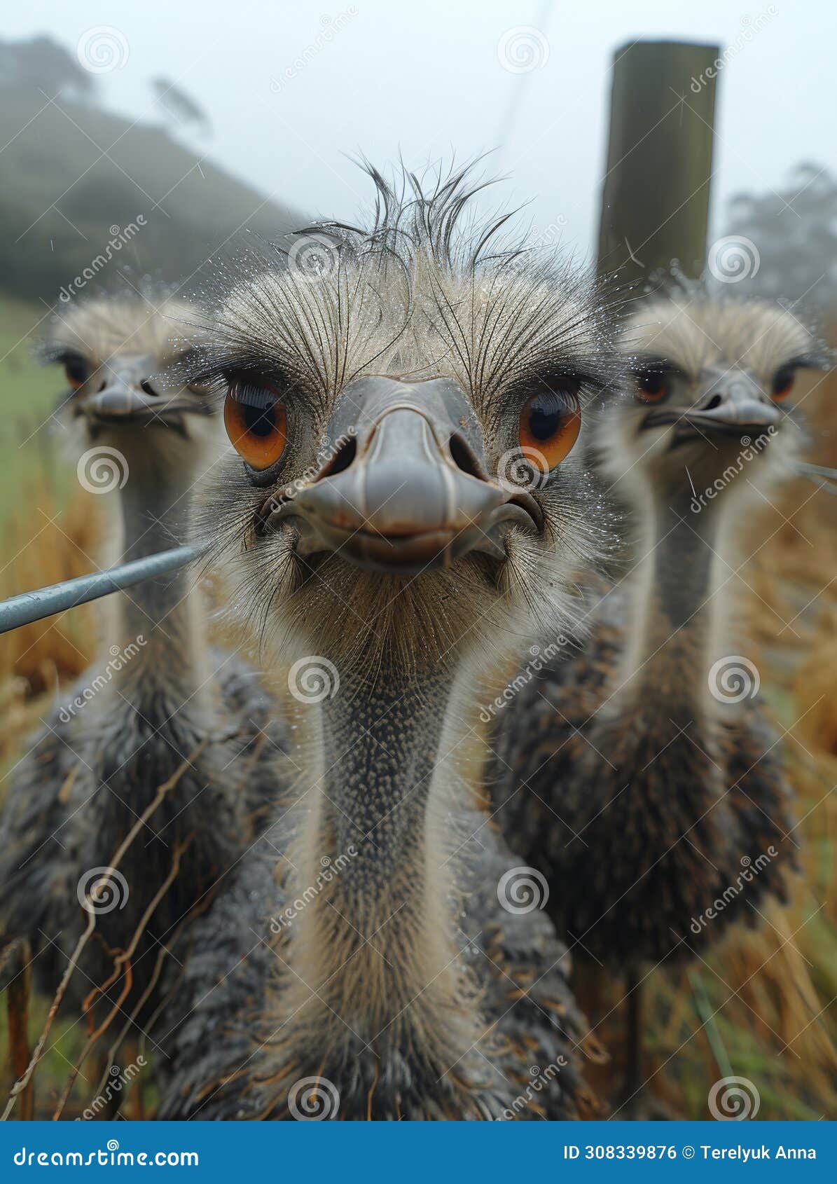 Three Ostriches Stare at the Camera Stock Photo - Image of australian ...