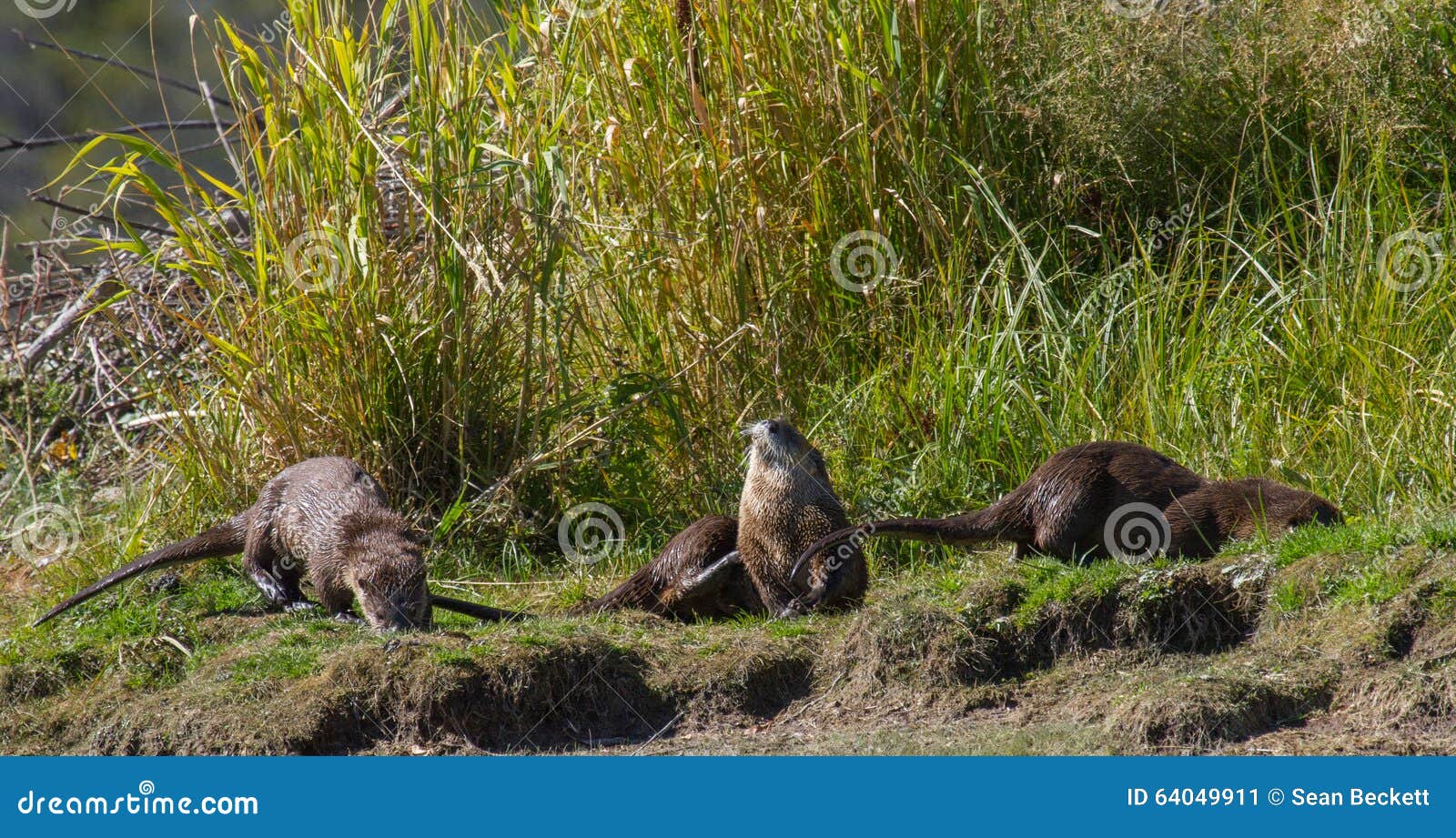 Three otters relaxing stock image. Image of otter, three - 64049911
